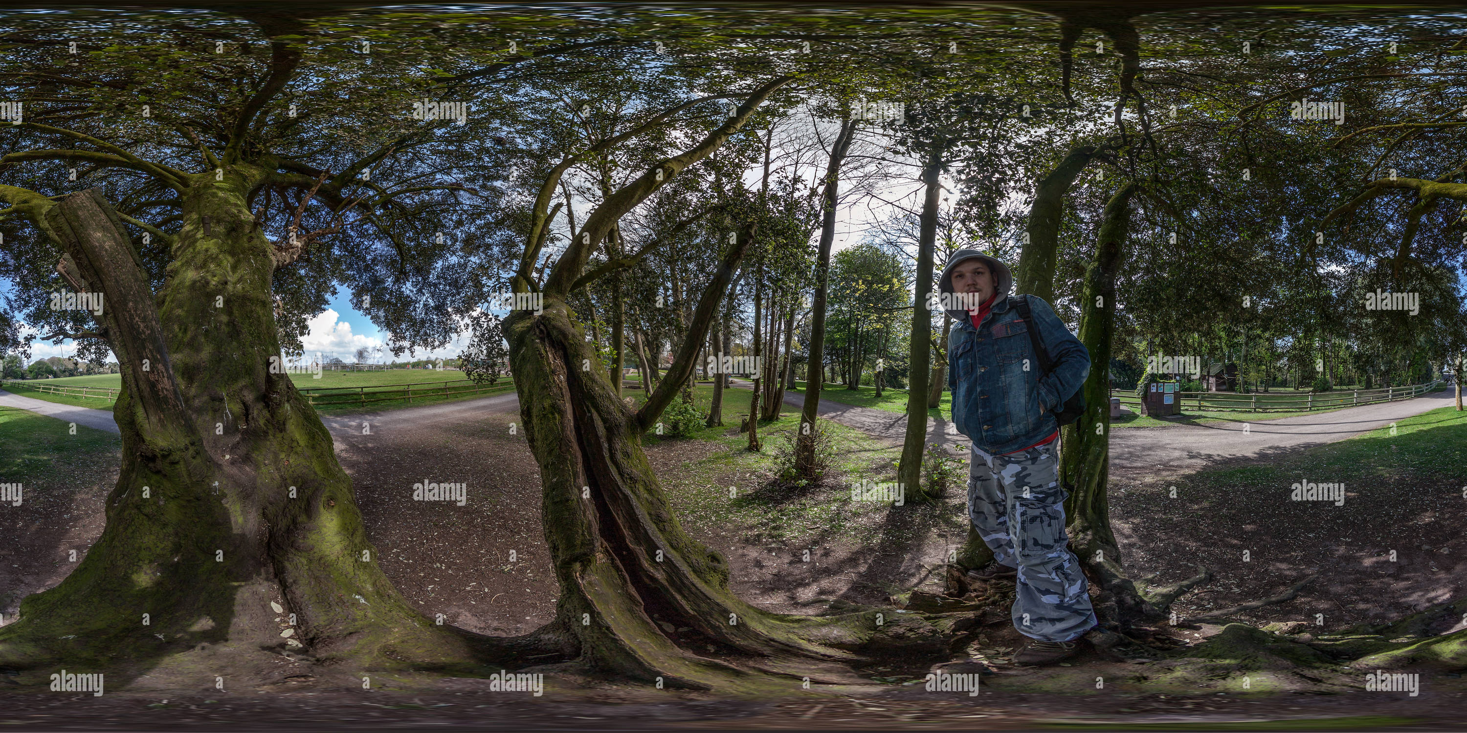 360° view of Fota MK -tree - Alamy