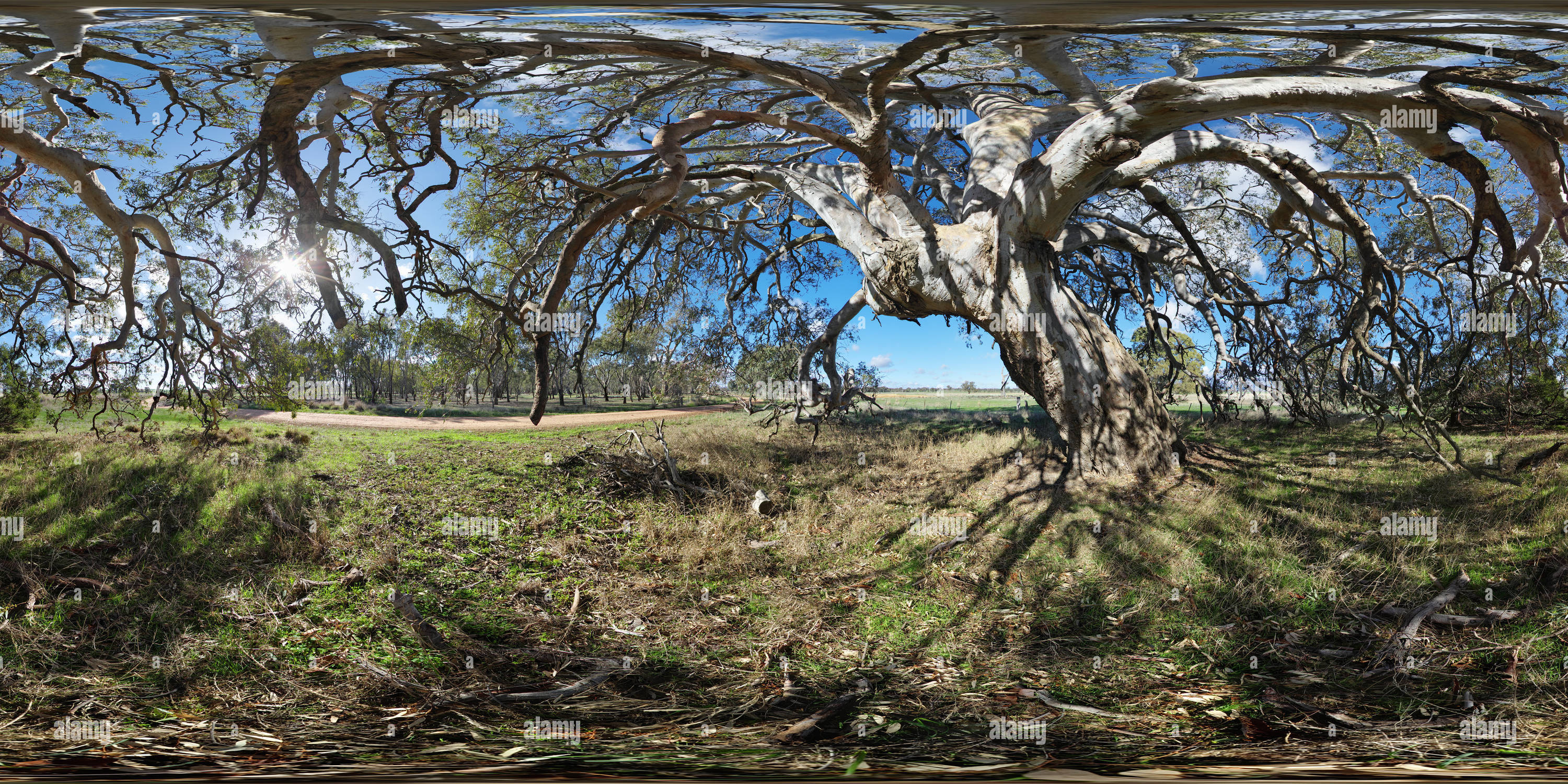 360° view of Under an old Gum Tree in Pomonal - Alamy