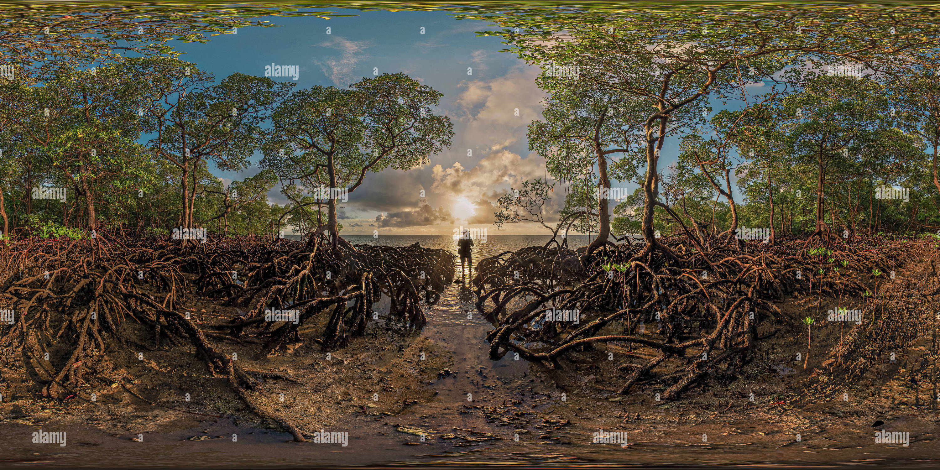 360° view of Sun rising in the mangrove - Alamy