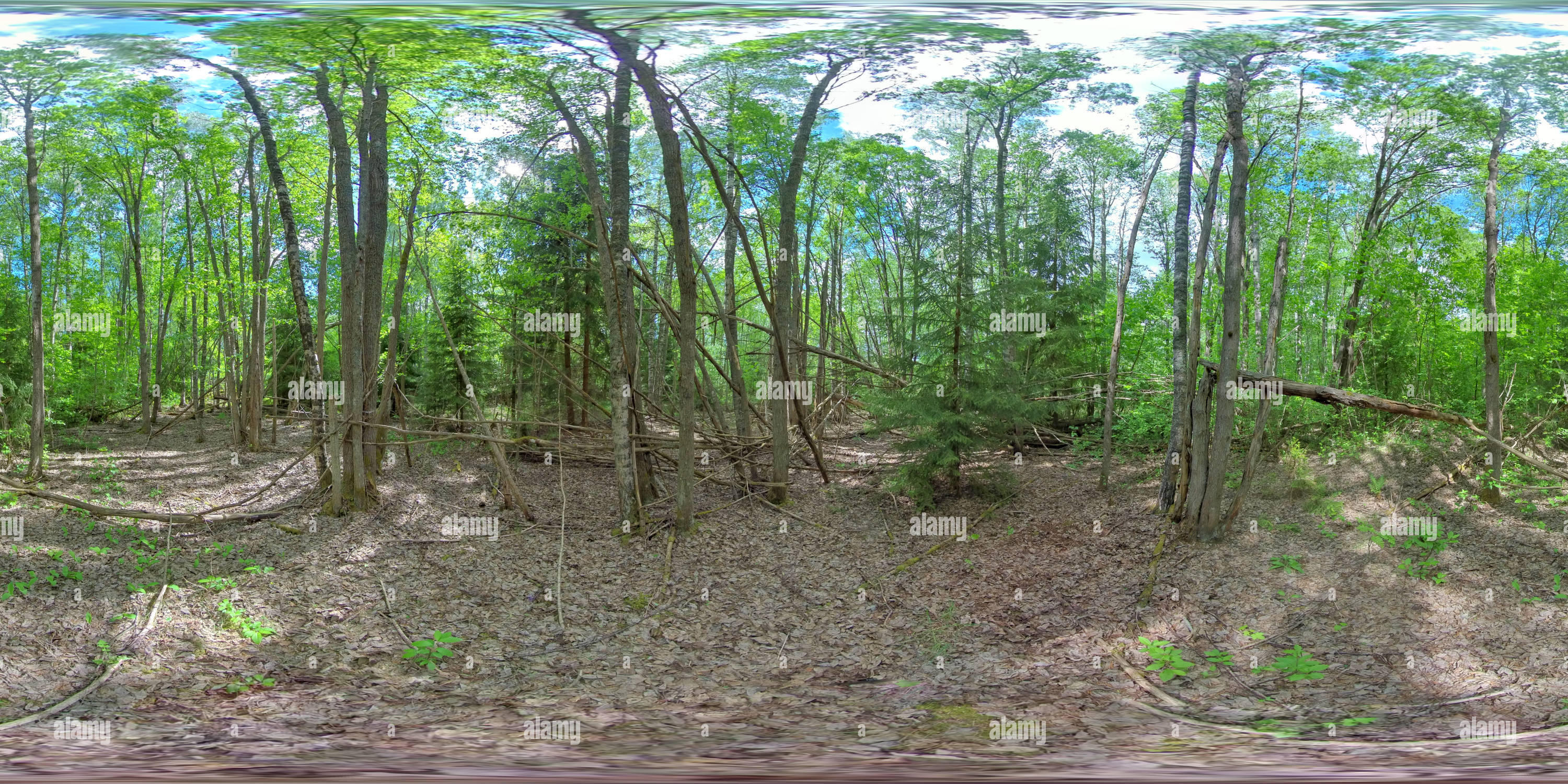 360° view of Fallen Trees Gävle, Sweden - Alamy