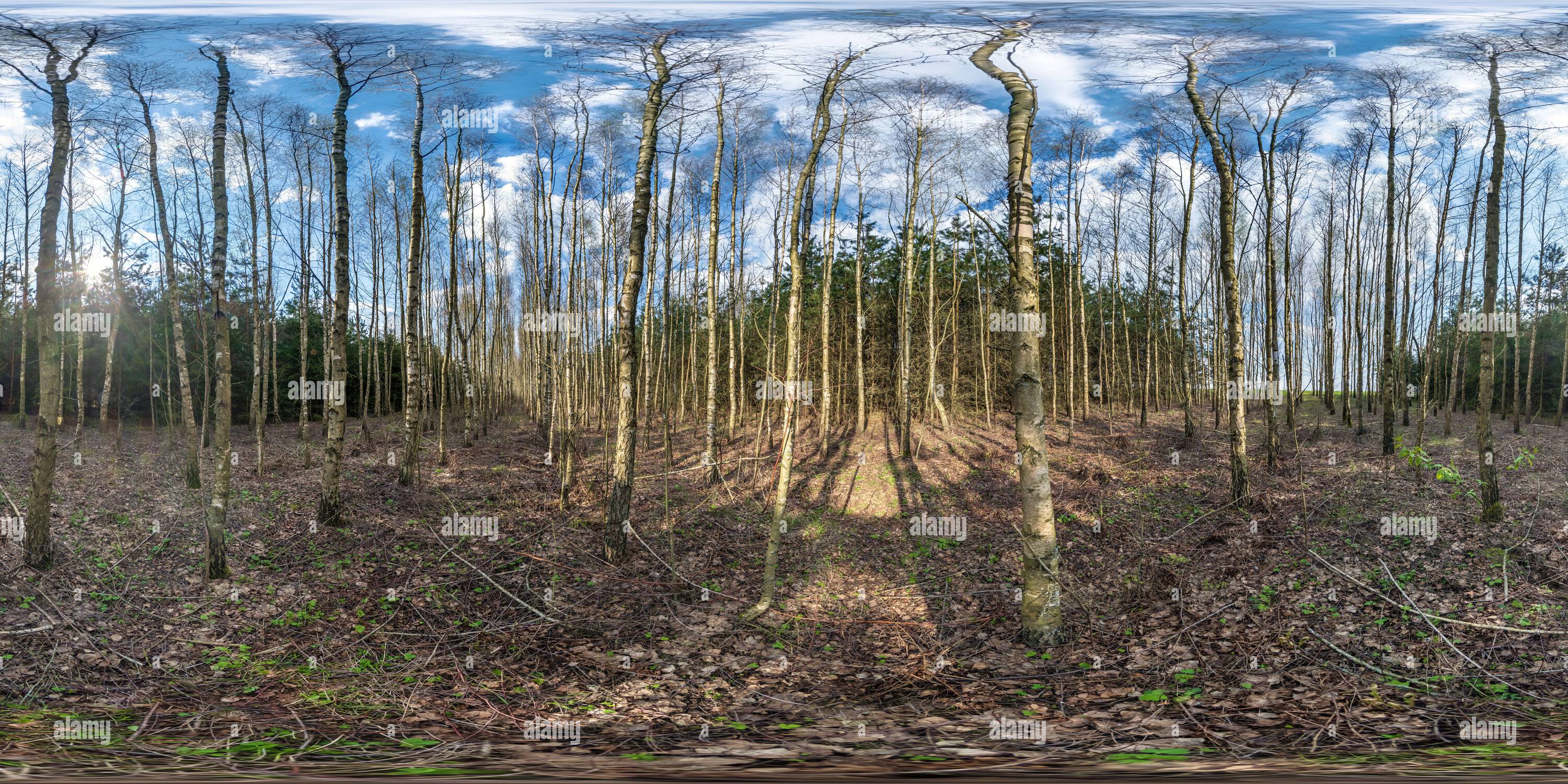 360° view of full seamless hdri 360 panorama path through the birch ...
