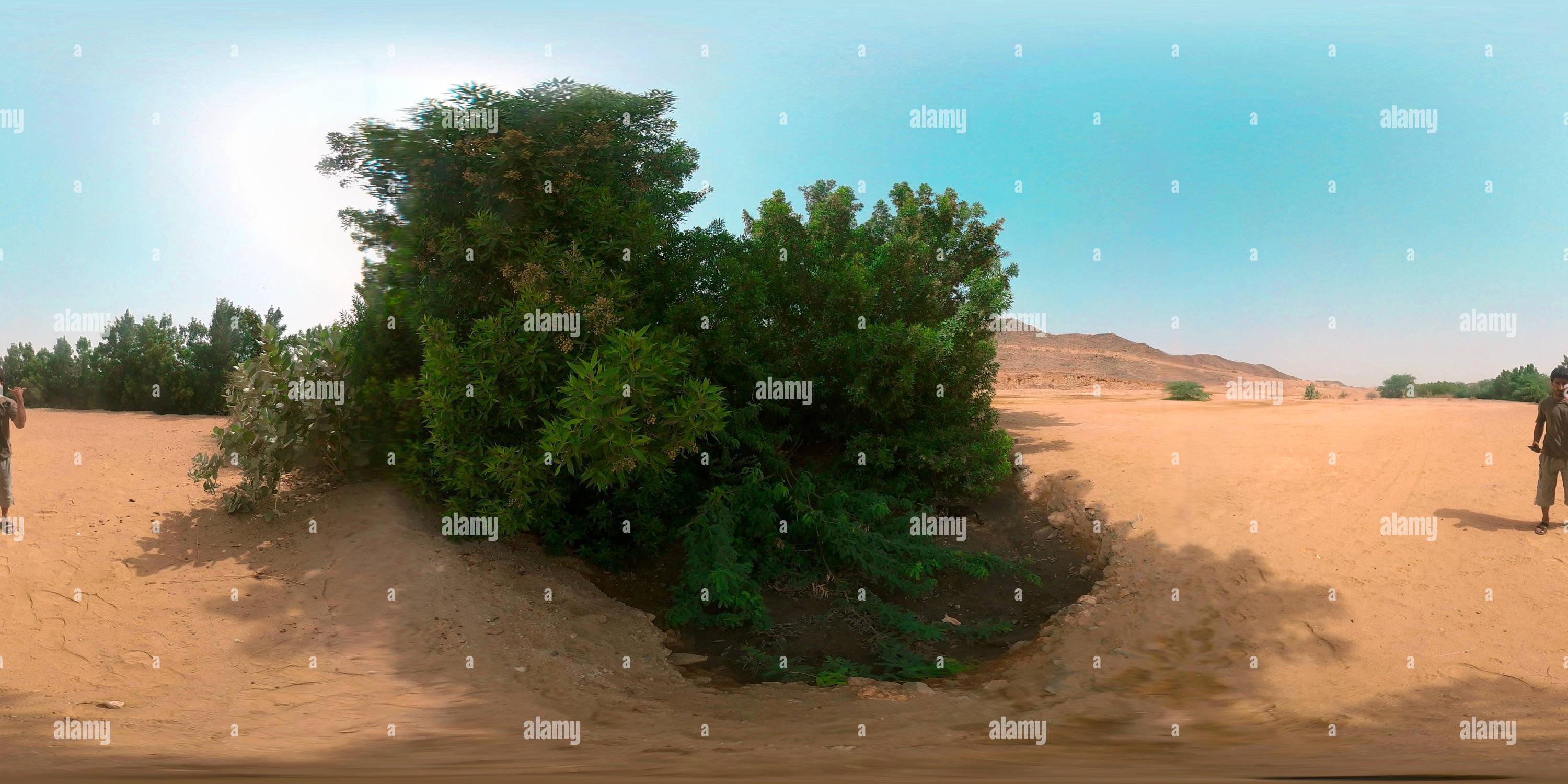 360° view of jeddah desert green trees - Alamy