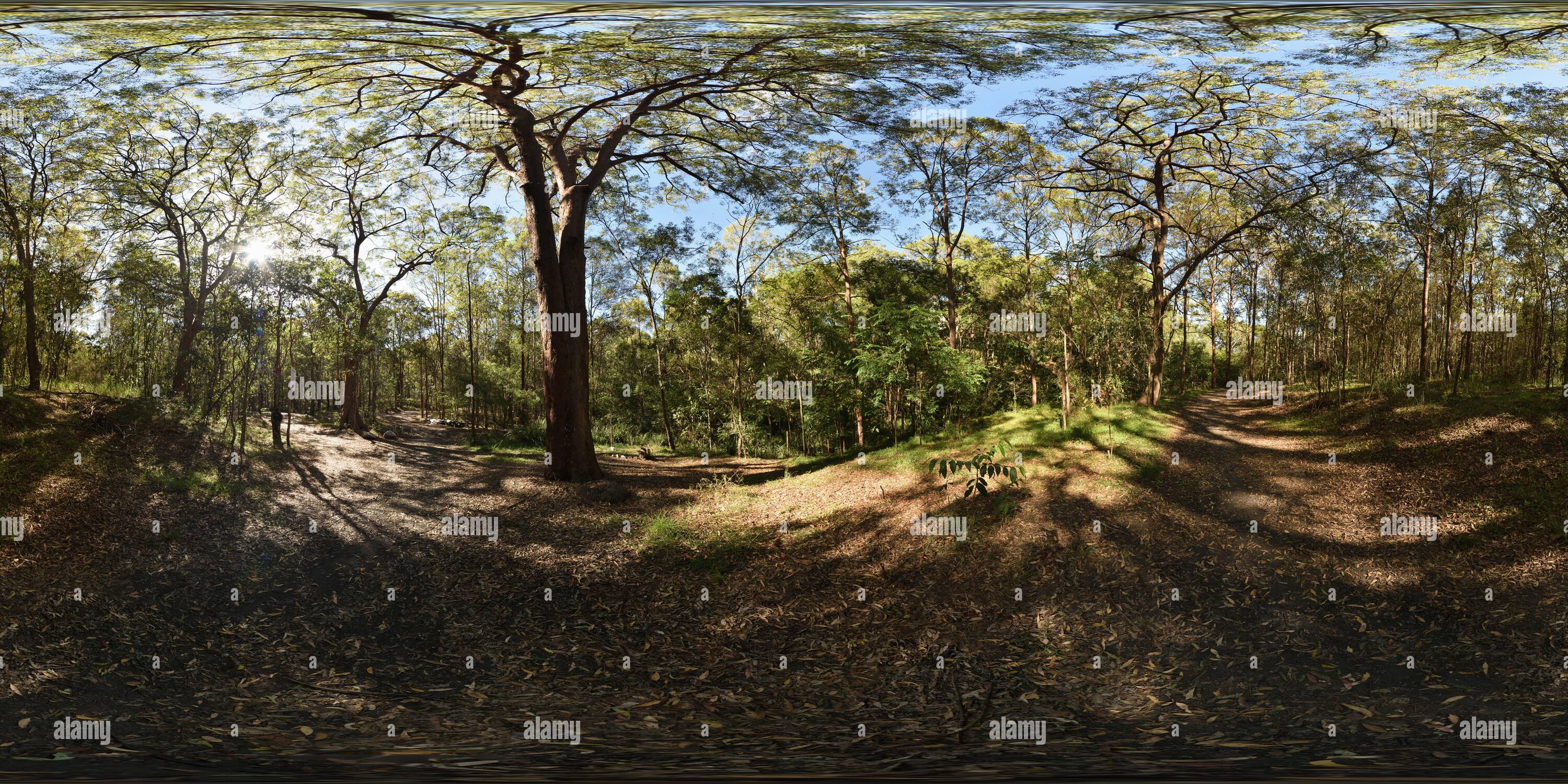 360° view of Tangled and twisted branches of tall old trees along the ...