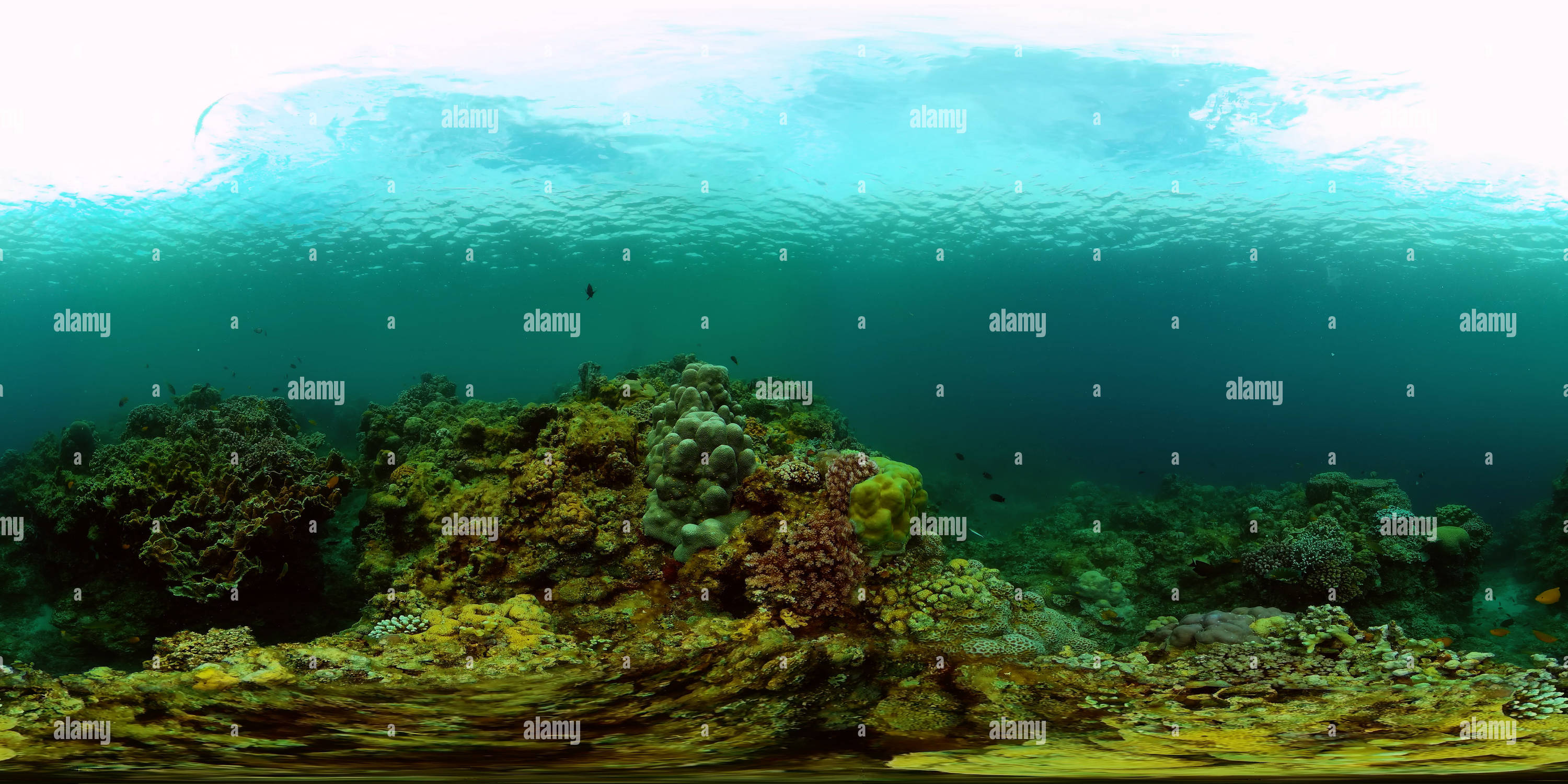360° view of Coral Reef Fish Scene - Alamy