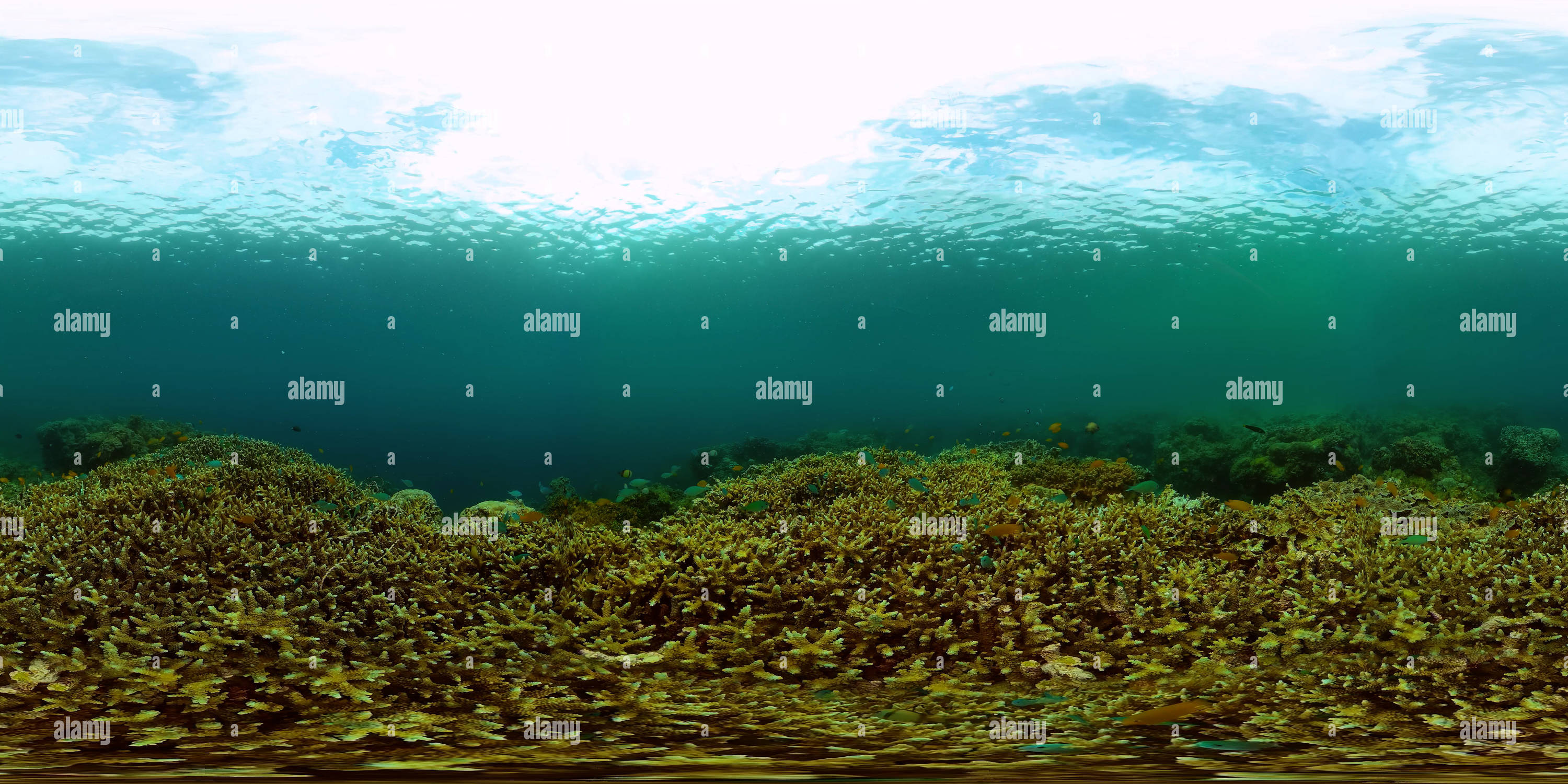 360° view of Beautiful underwater landscape - Alamy