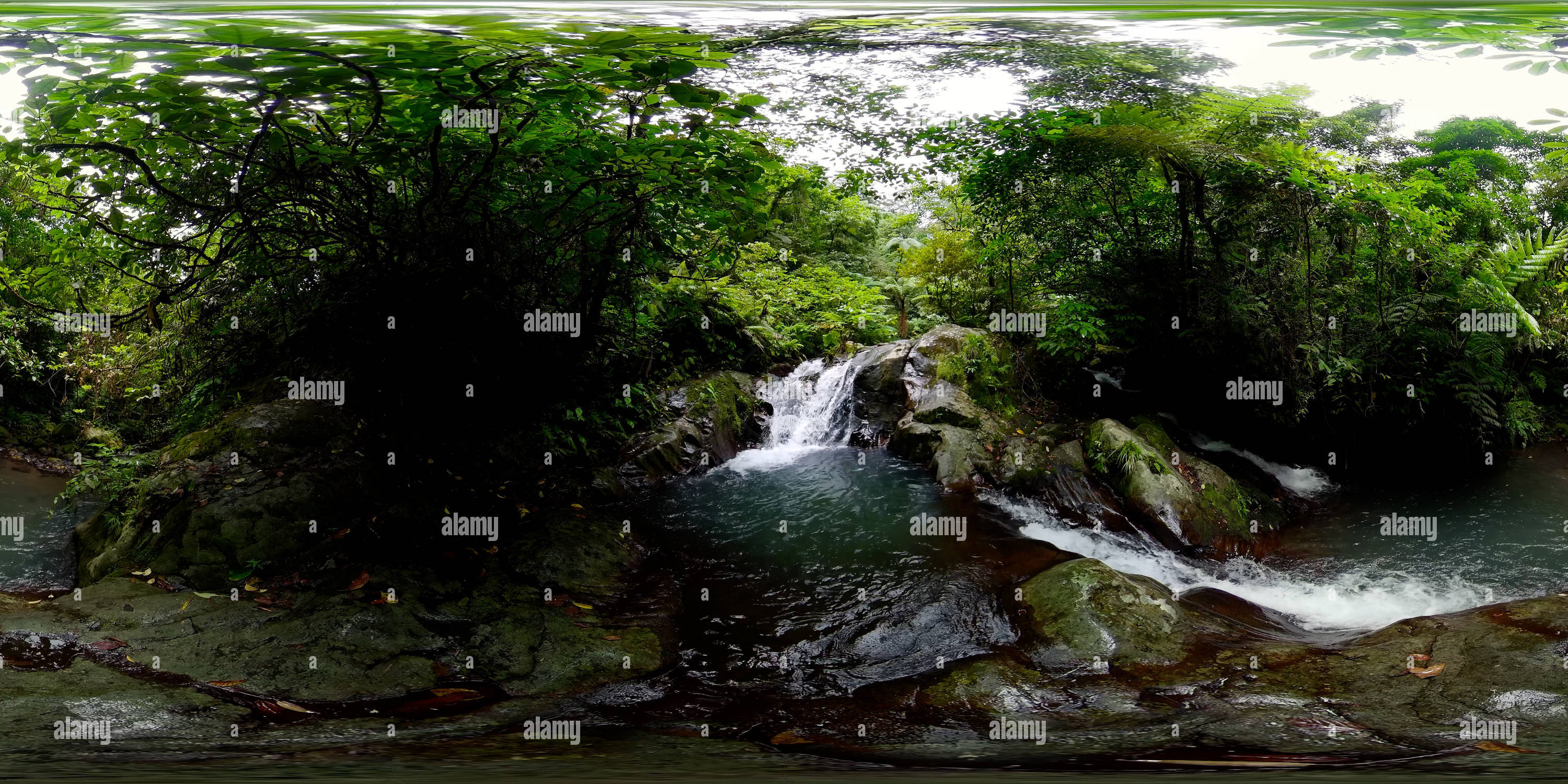 Waterfall among rainforest vegetation hi-res stock photography and ...