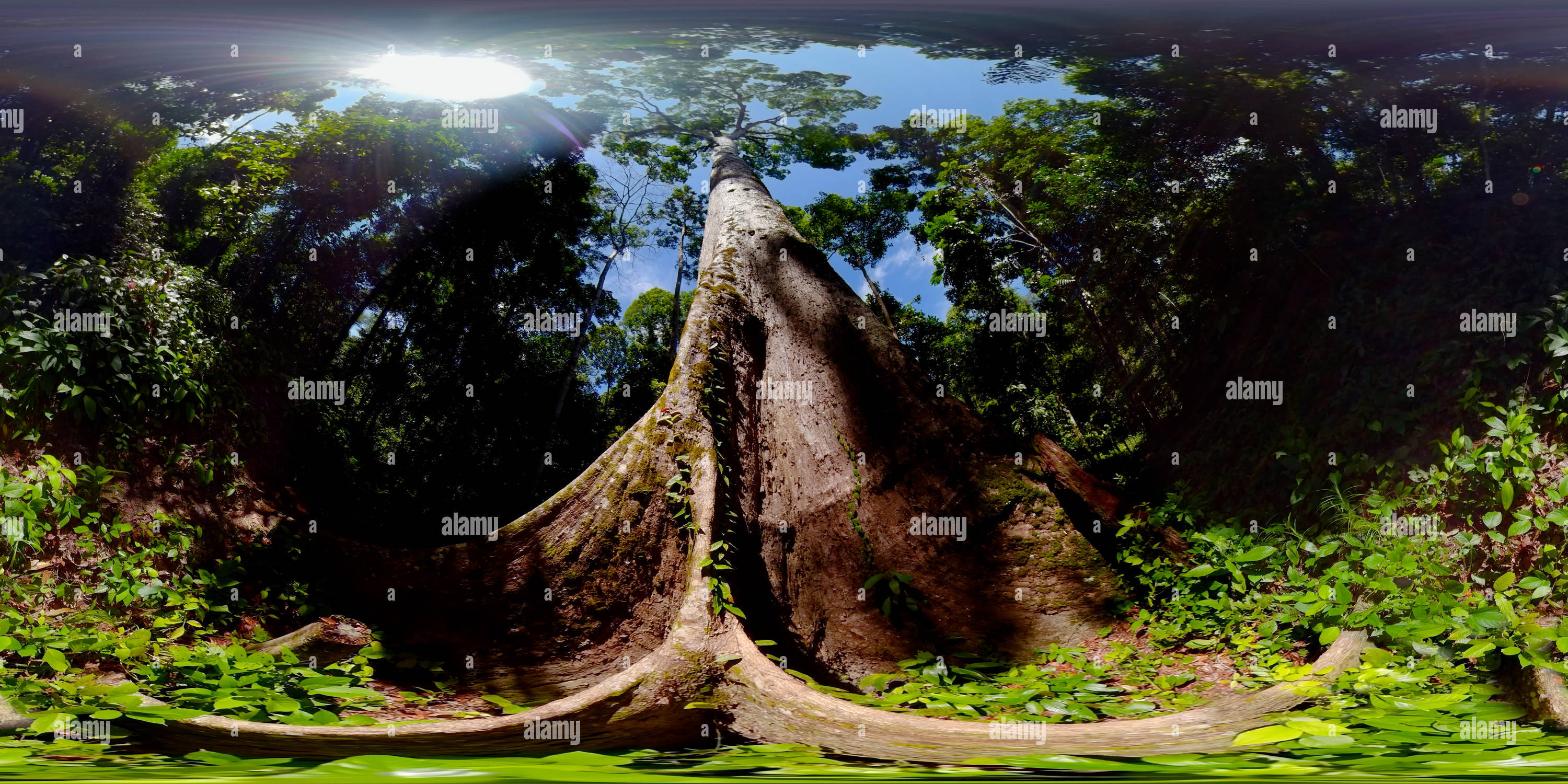 360° view of Rainforest in Borneo. Malaysia. VR 360 - Alamy