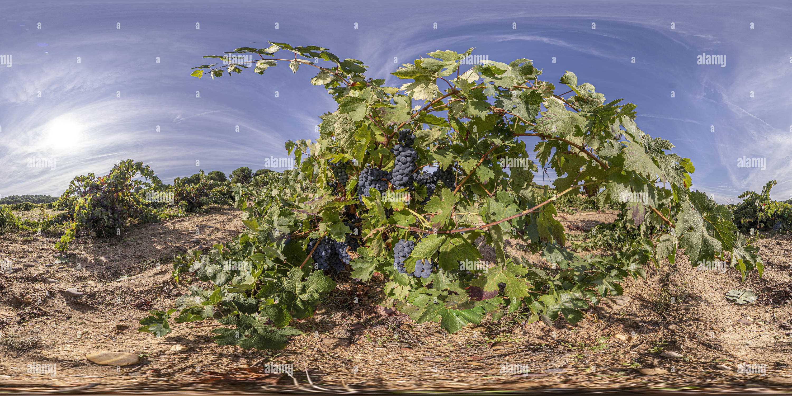 360° view of Detail of old vineyard in toro, Bigardo wineries - Alamy