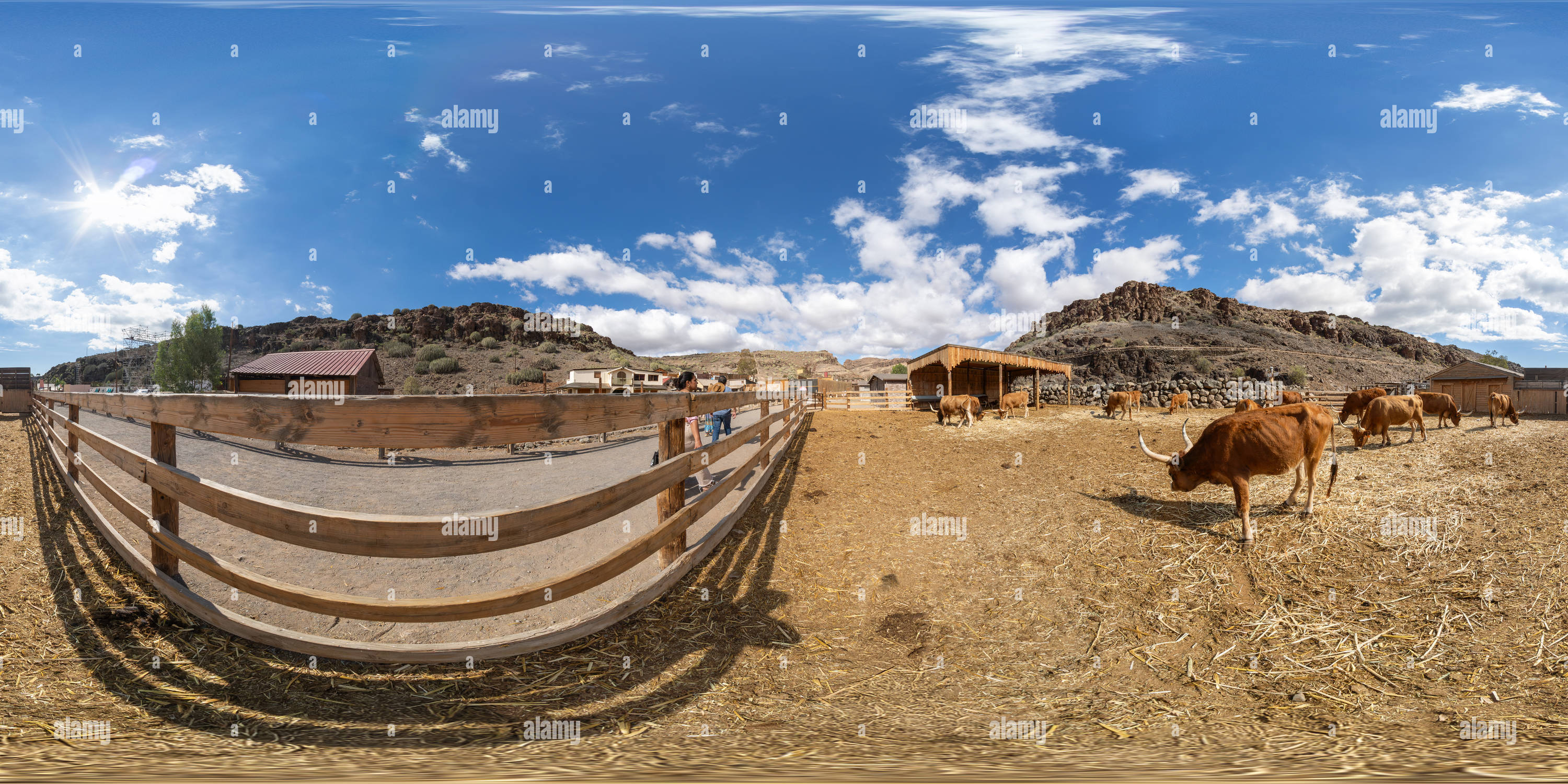 360° view of Longhorn Cattle Resting in a Wild West Town - Alamy