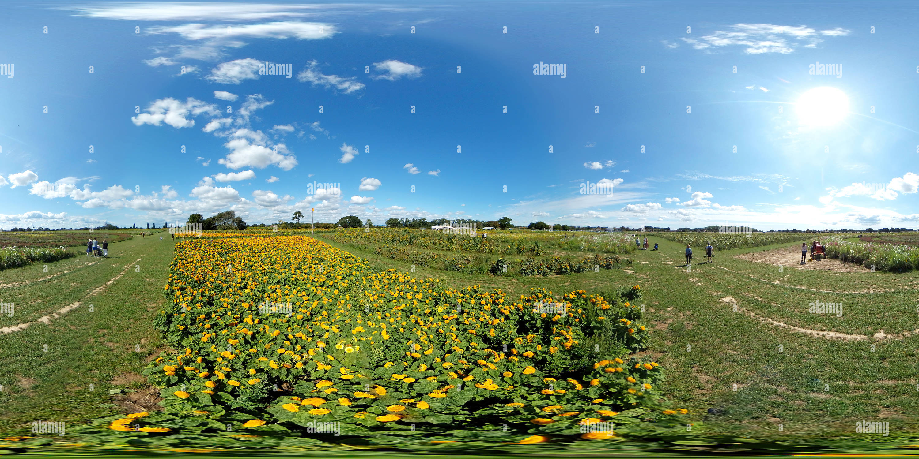 Sams sunflowers hi-res stock photography and images - Alamy