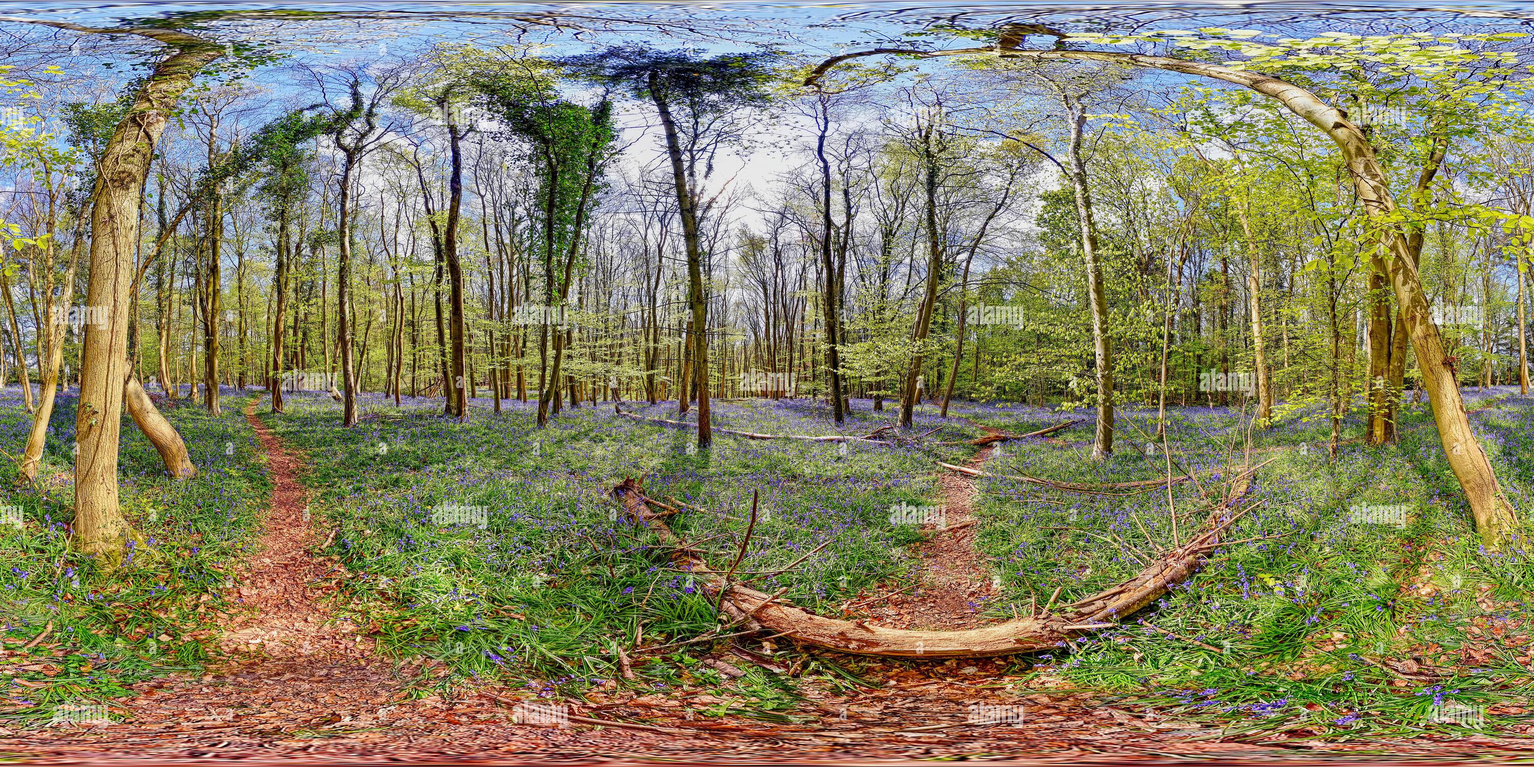 360° view of Bluebells growing in a ancient woodland at Upper Barn ...