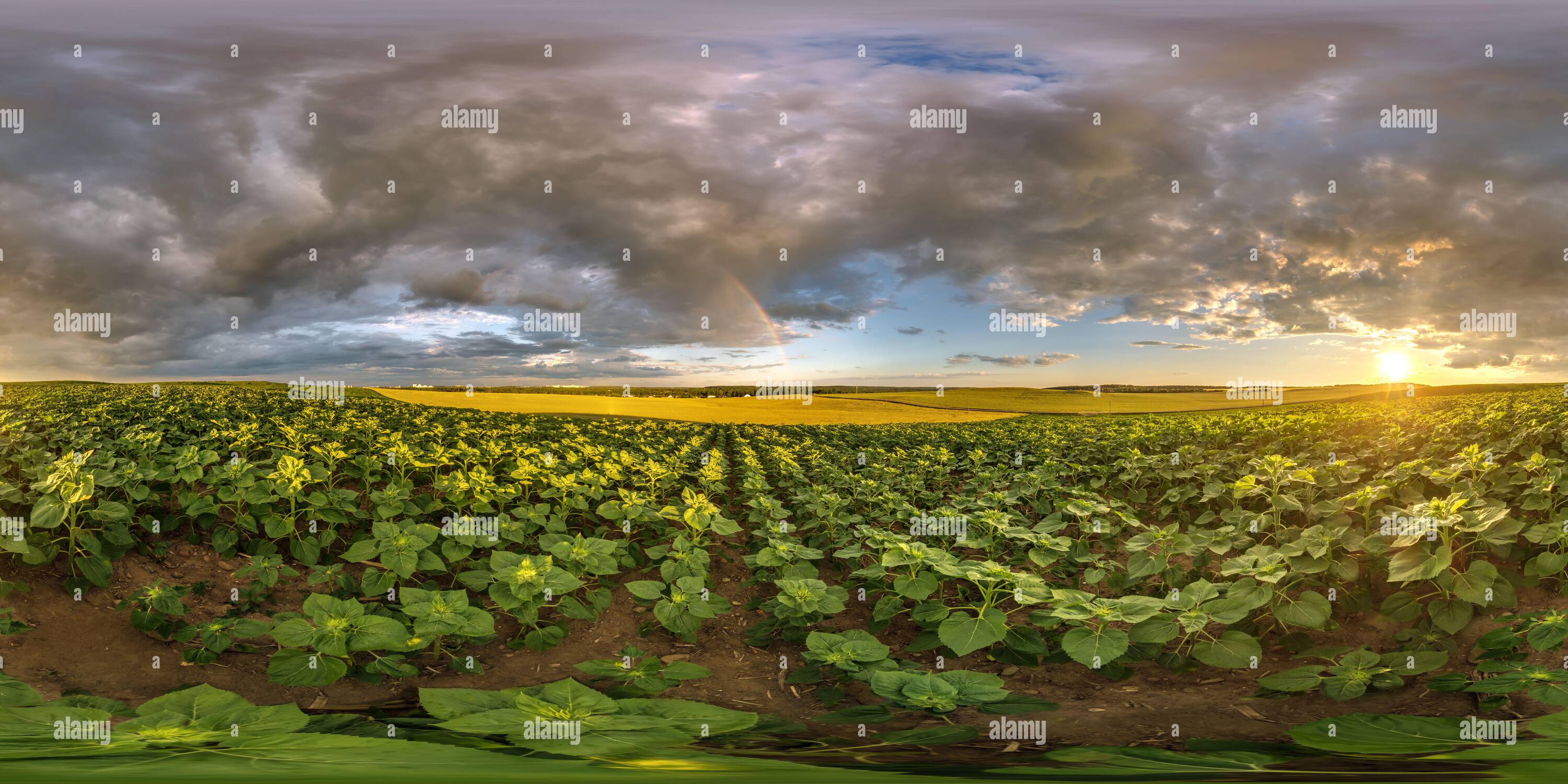 360° view of spherical 360 hdri panorama among farming field of young ...