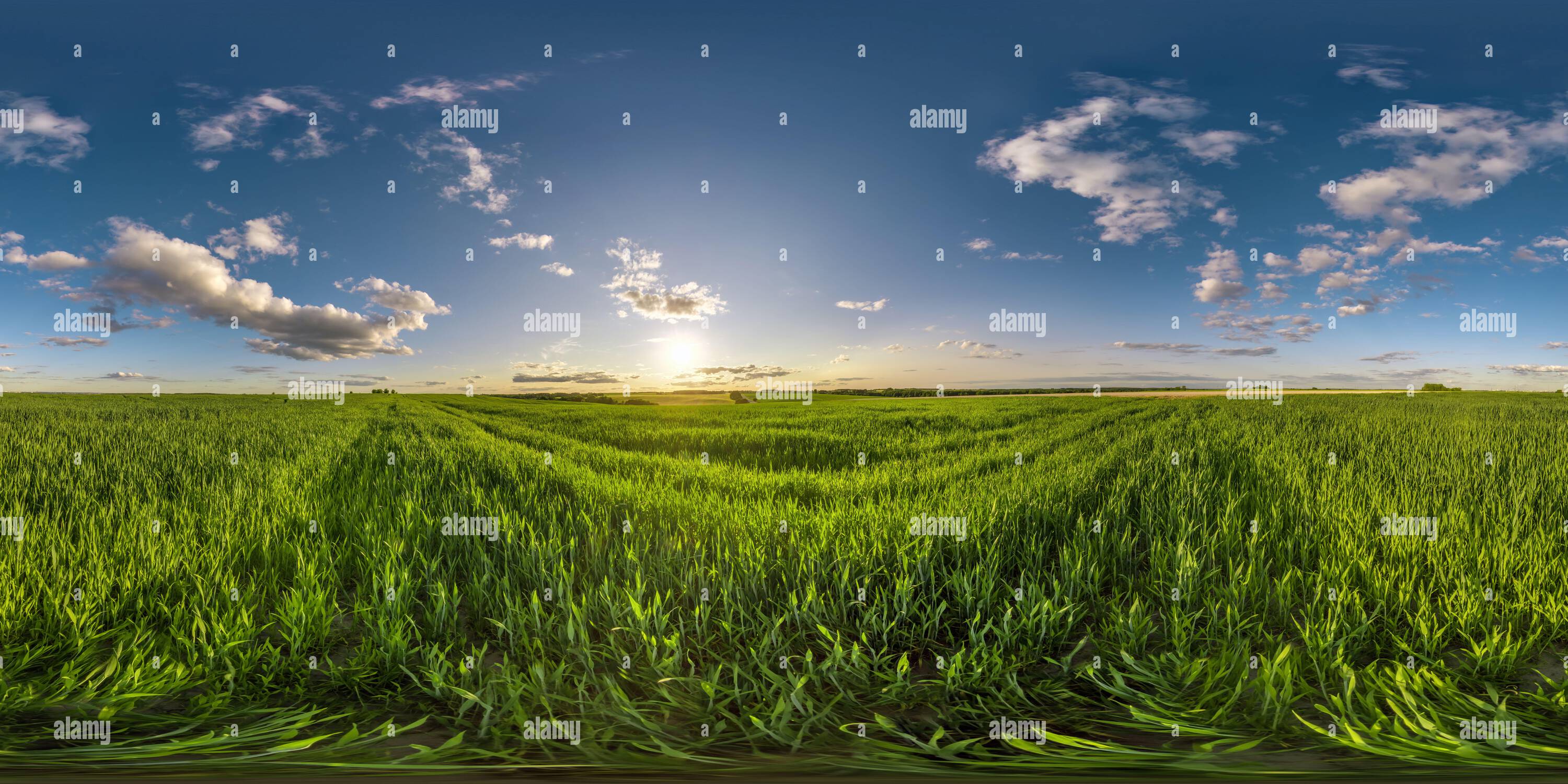 360° view of spherical 360 hdri panorama among green grass farming ...