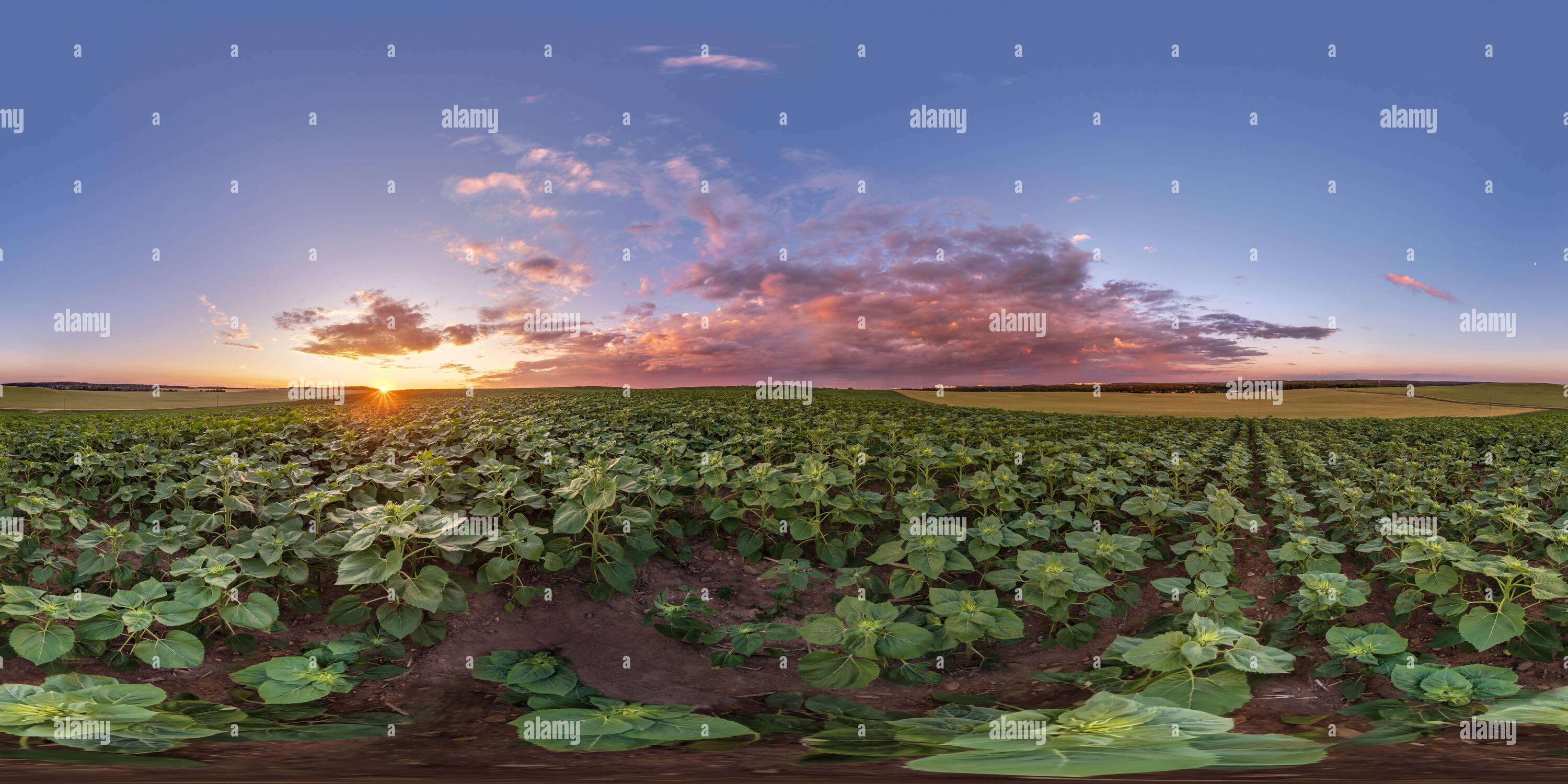 360° view of spherical 360 hdri panorama among farming field of young ...