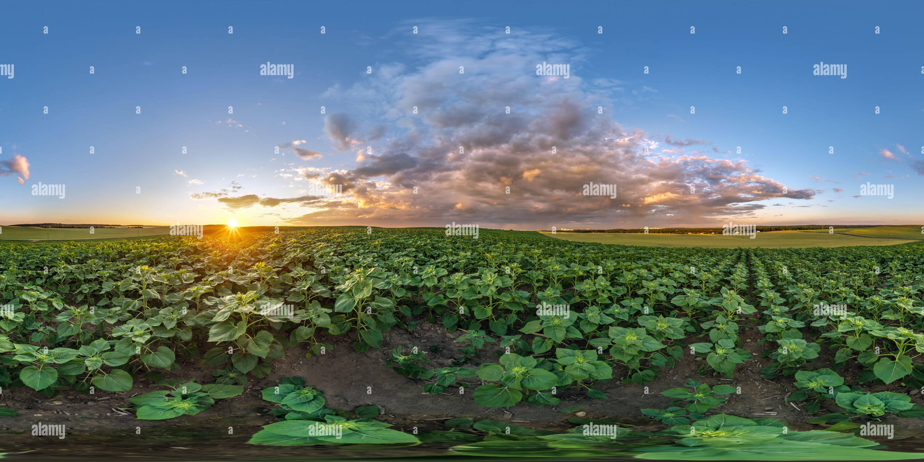 360° view of spherical 360 hdri panorama among farming field of young ...