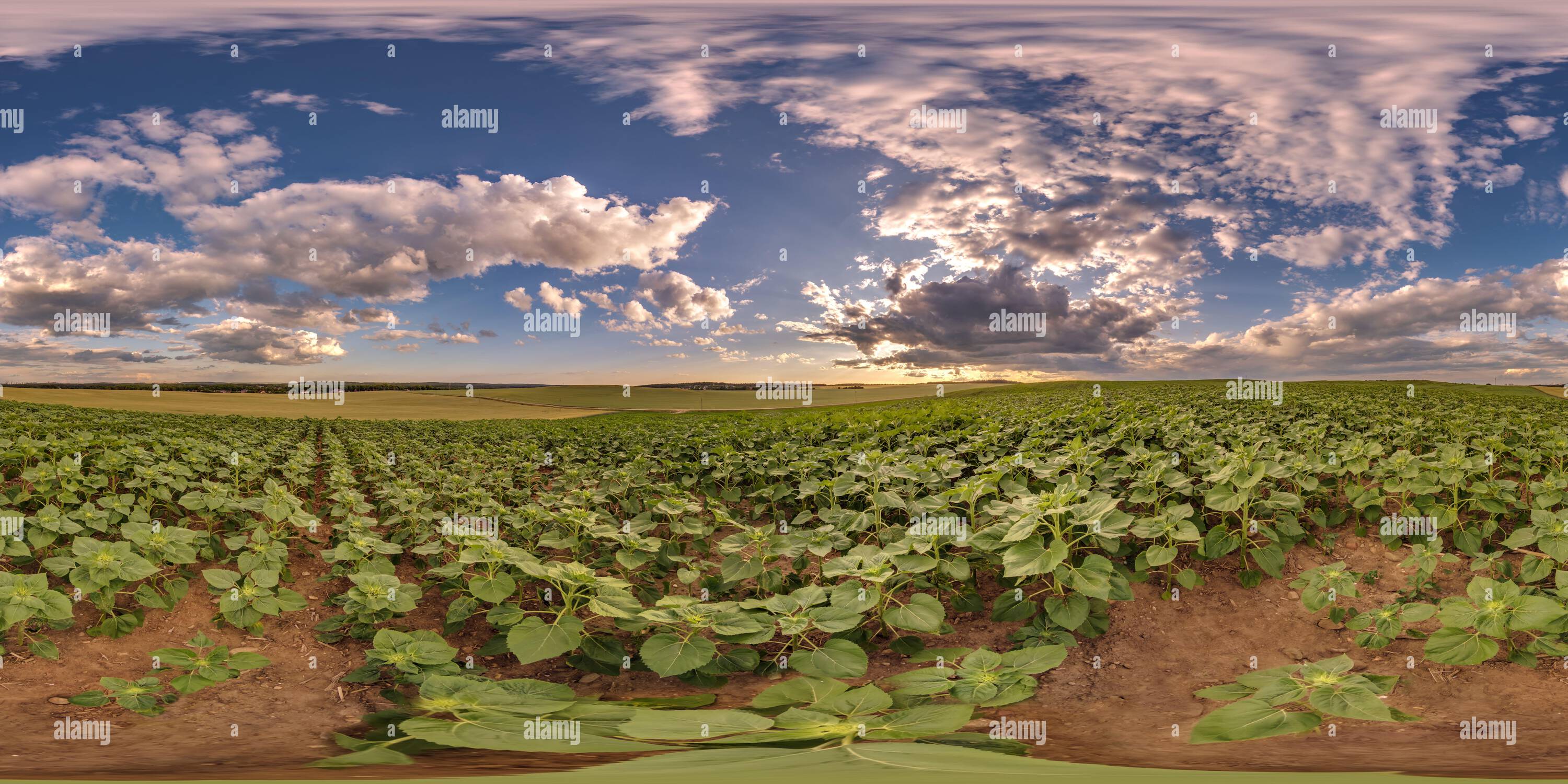 360° view of spherical 360 hdri panorama on hill among farming field of ...