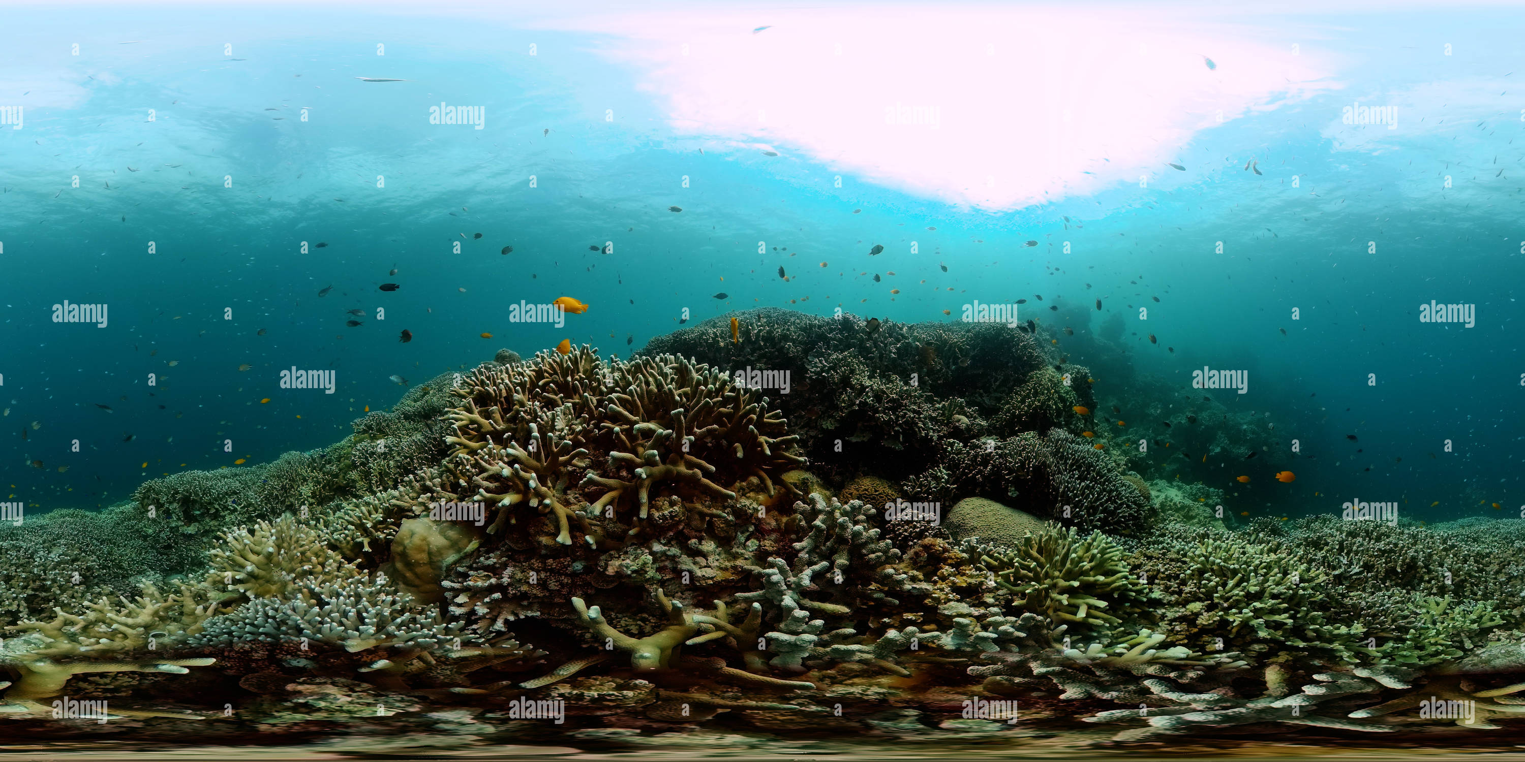 360° view of Coral reef and marine fish underwater world - Alamy
