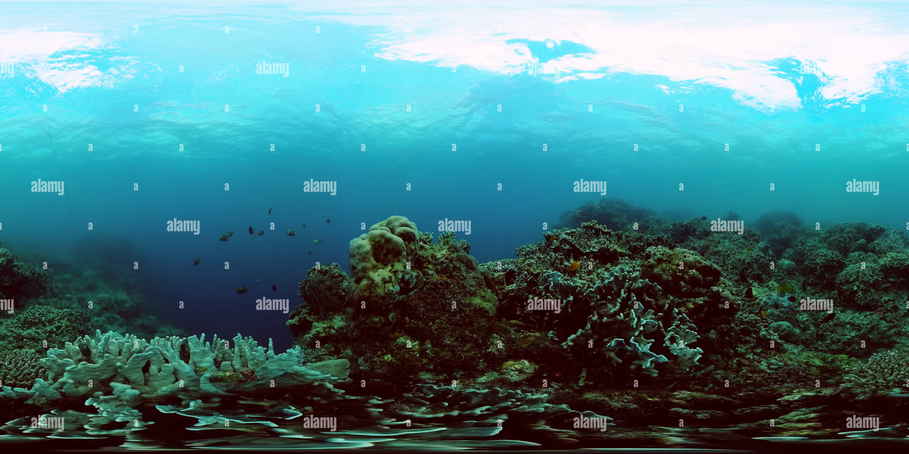360° view of Fish and coral reefs under the sea - Alamy