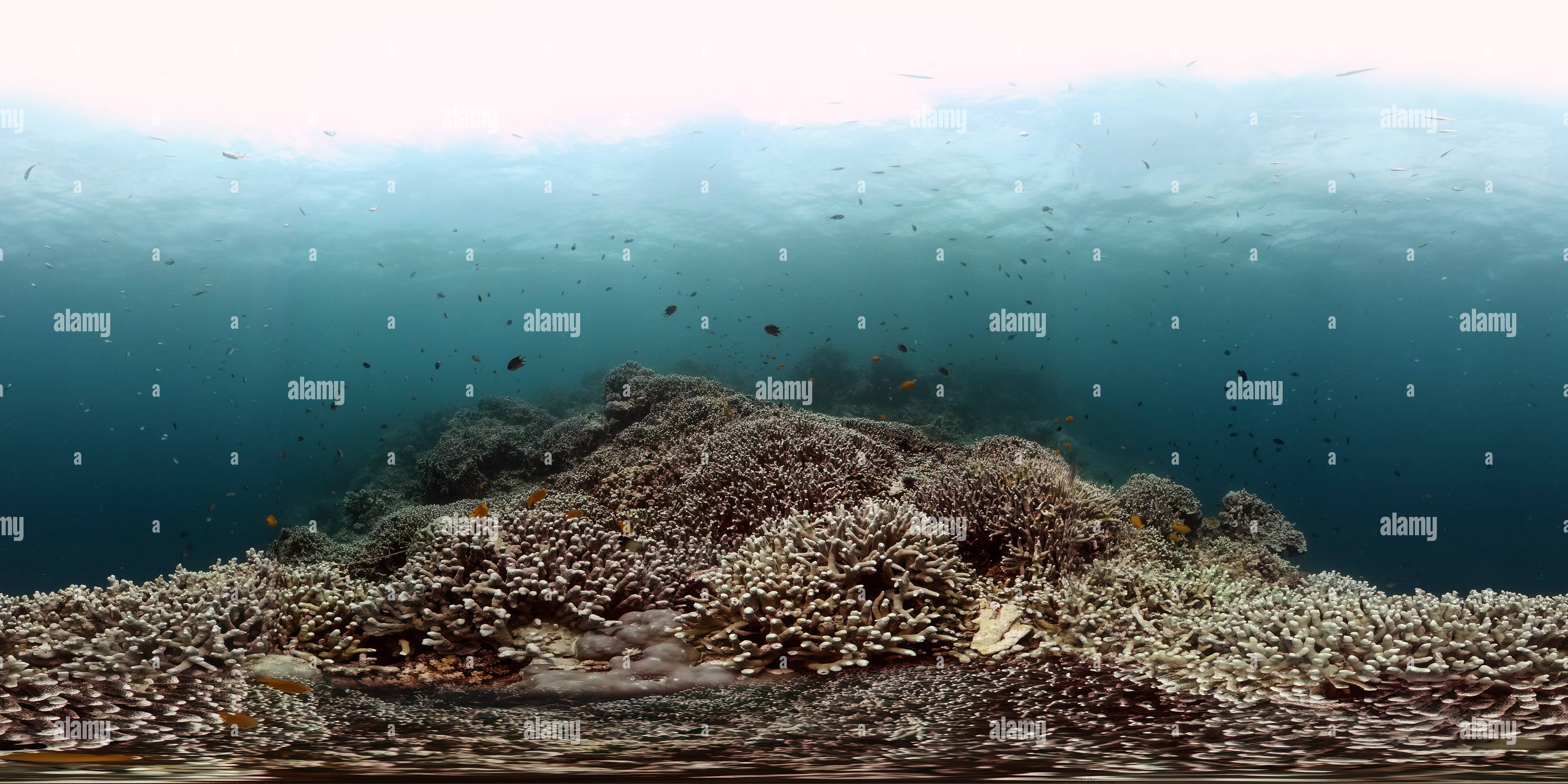 360° view of Underwater scene with tropical fish and coral reef - Alamy