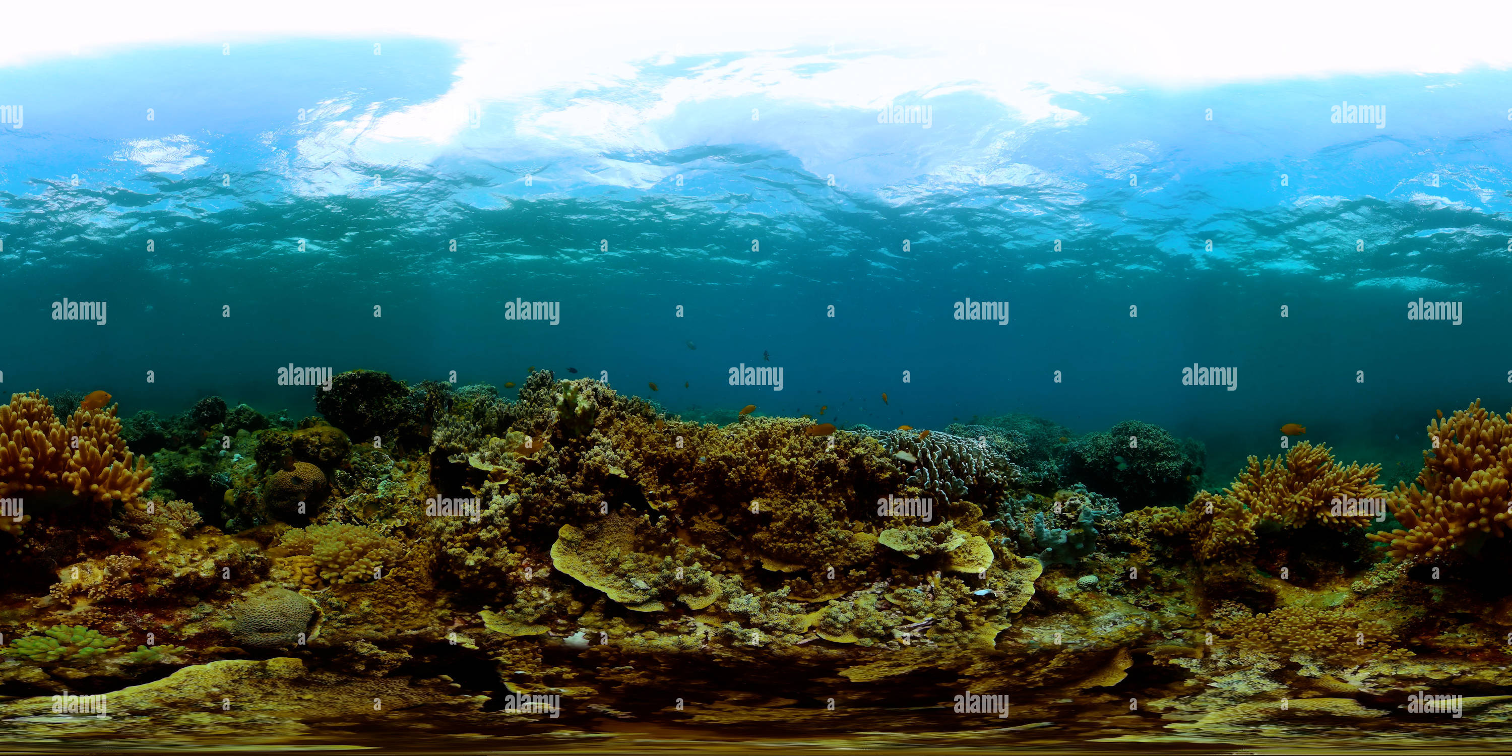 360° view of Corals and Fishes under the sea - Alamy