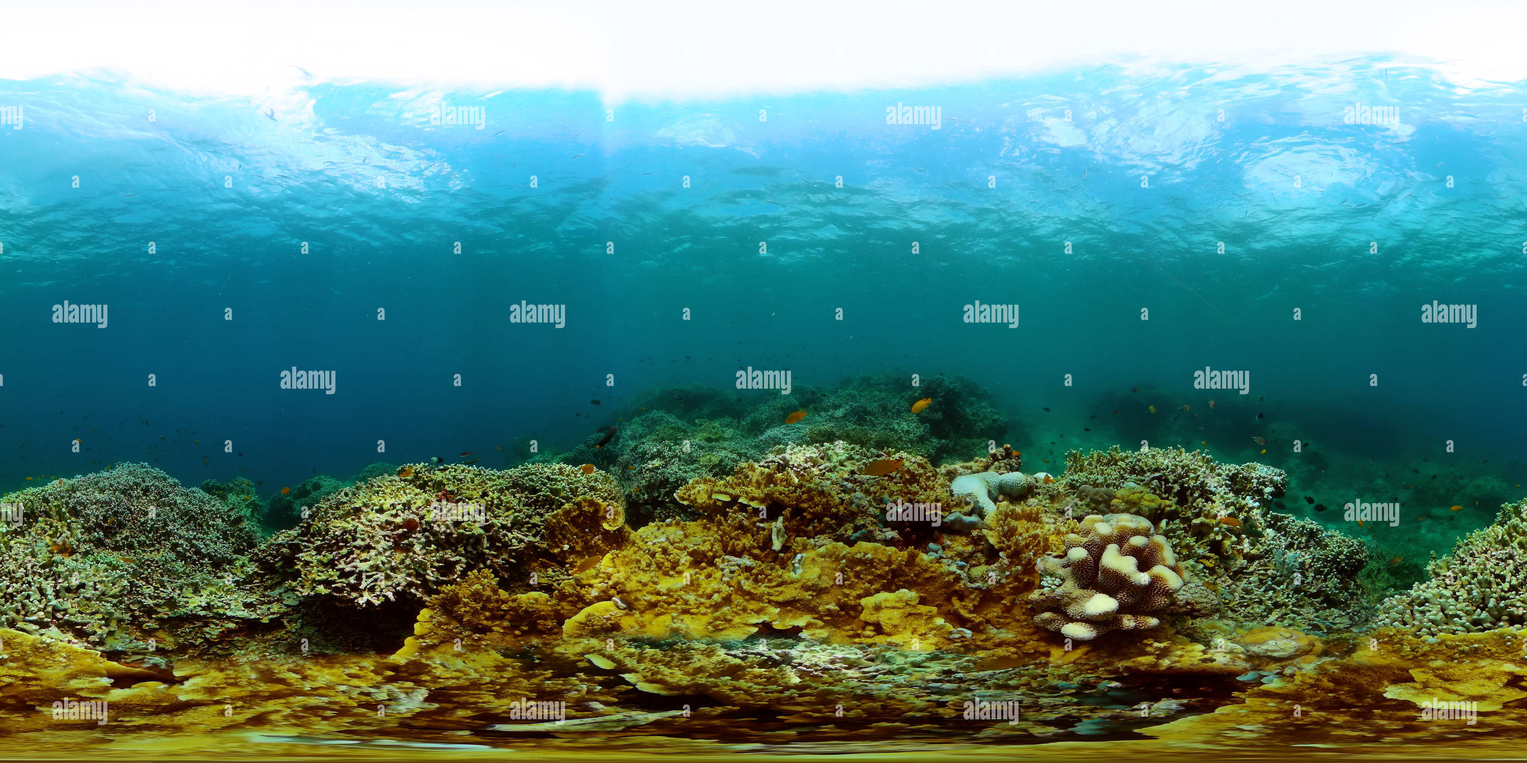 360° view of Under the sea, marine life - Alamy