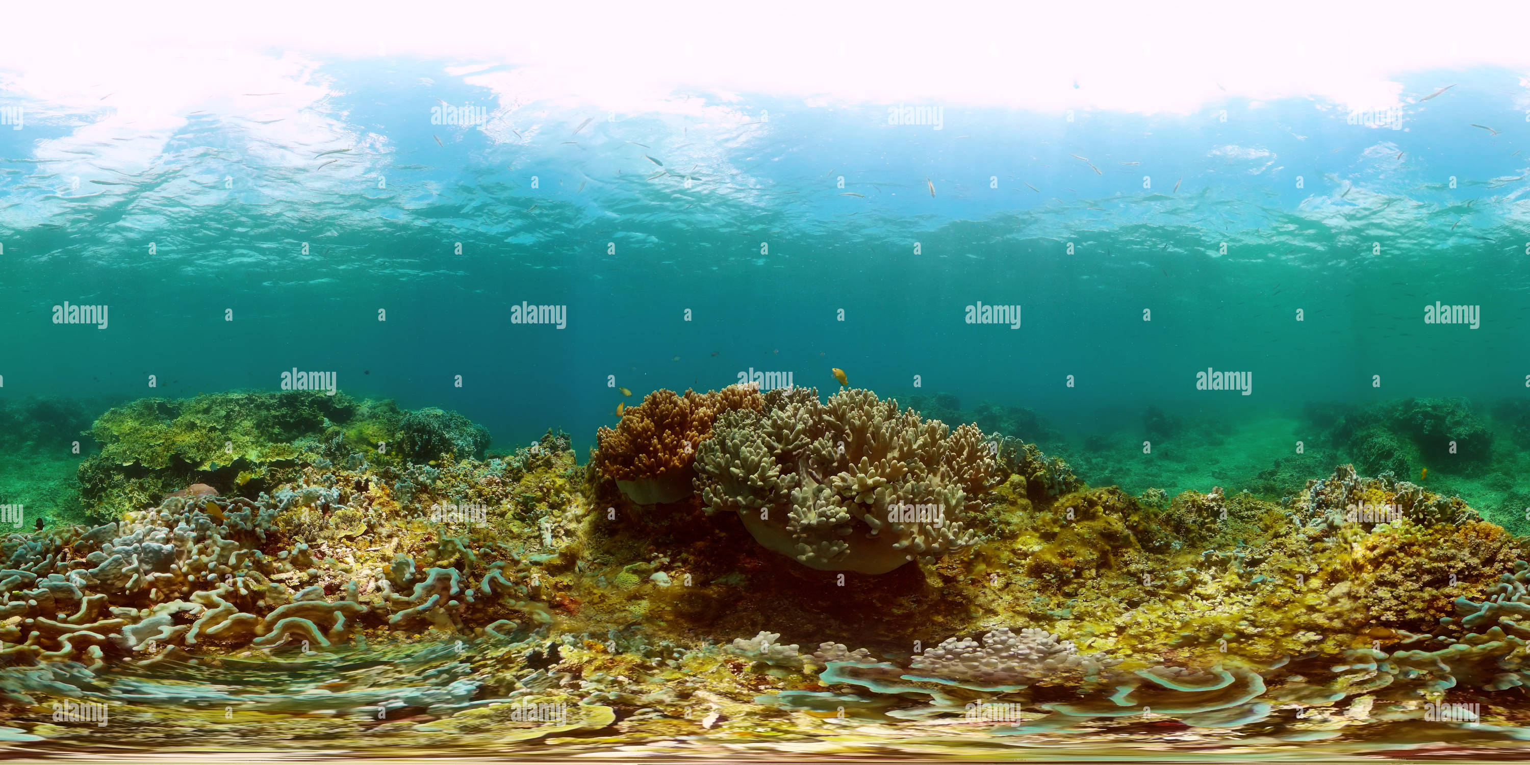 360° view of Marine life, coral reef and tropical fish - Alamy
