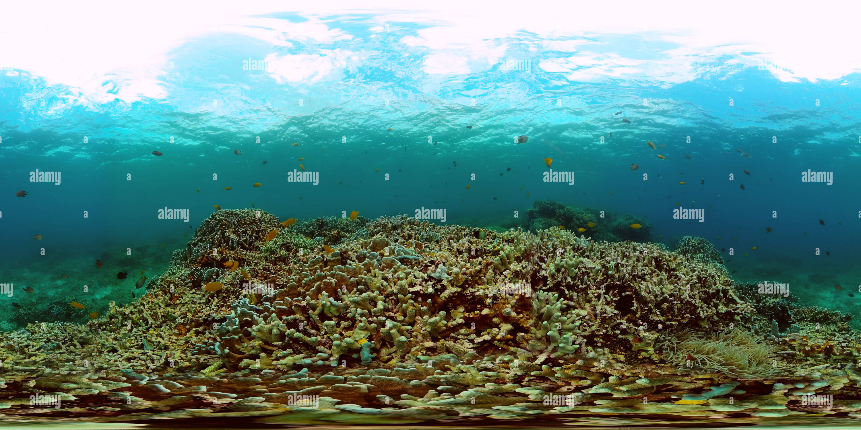 360° view of Fish underwater and coral reefs - Alamy