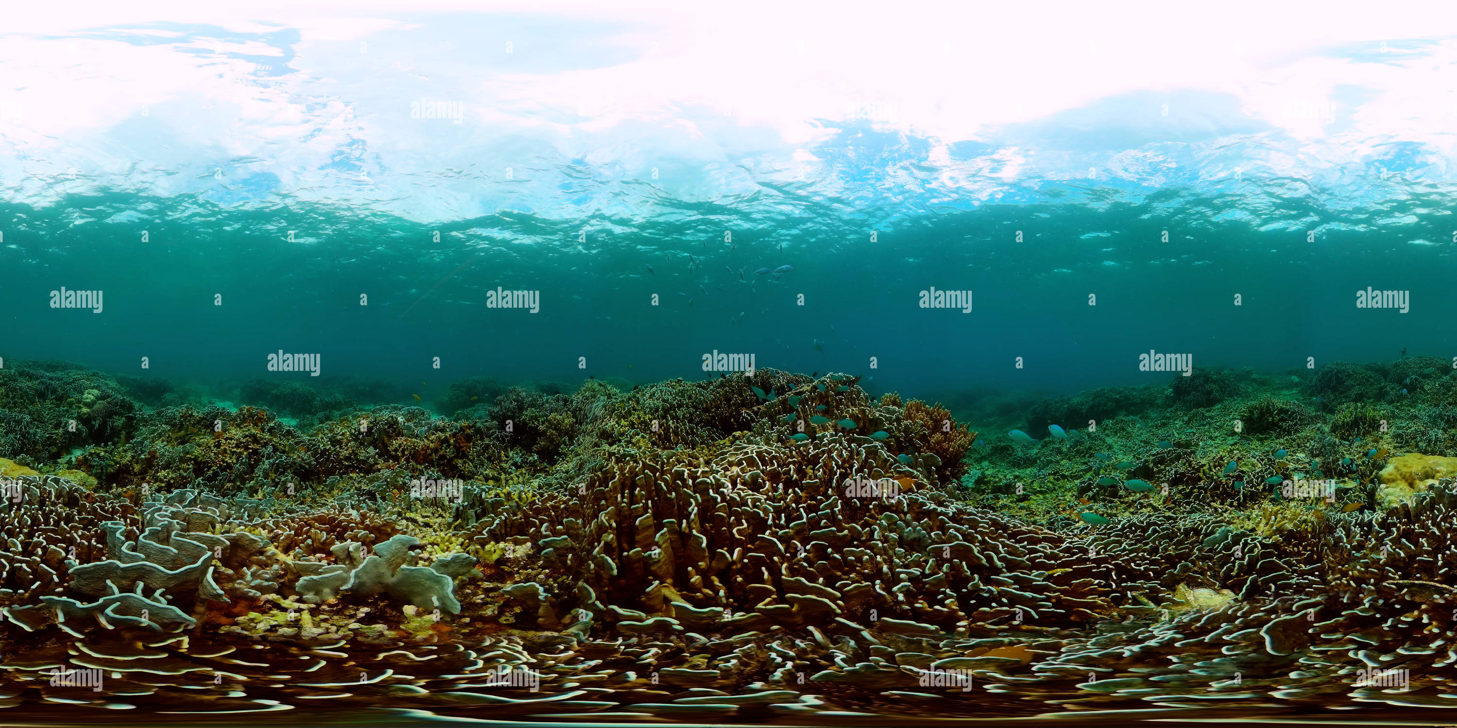 360° view of Undersea world of a coral reef and tropical fish - Alamy