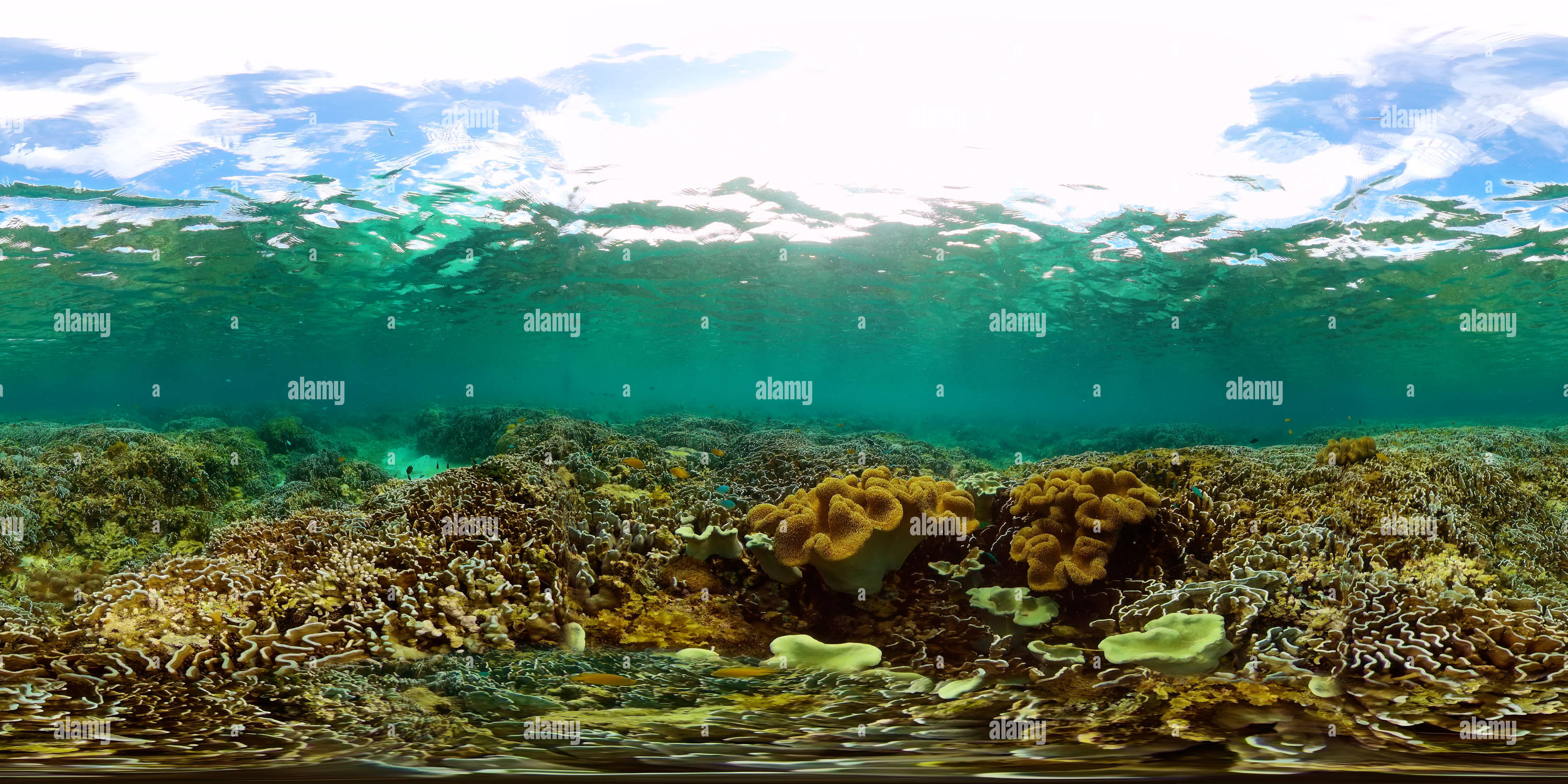 360° view of Tropical fish and coral reefs - Alamy
