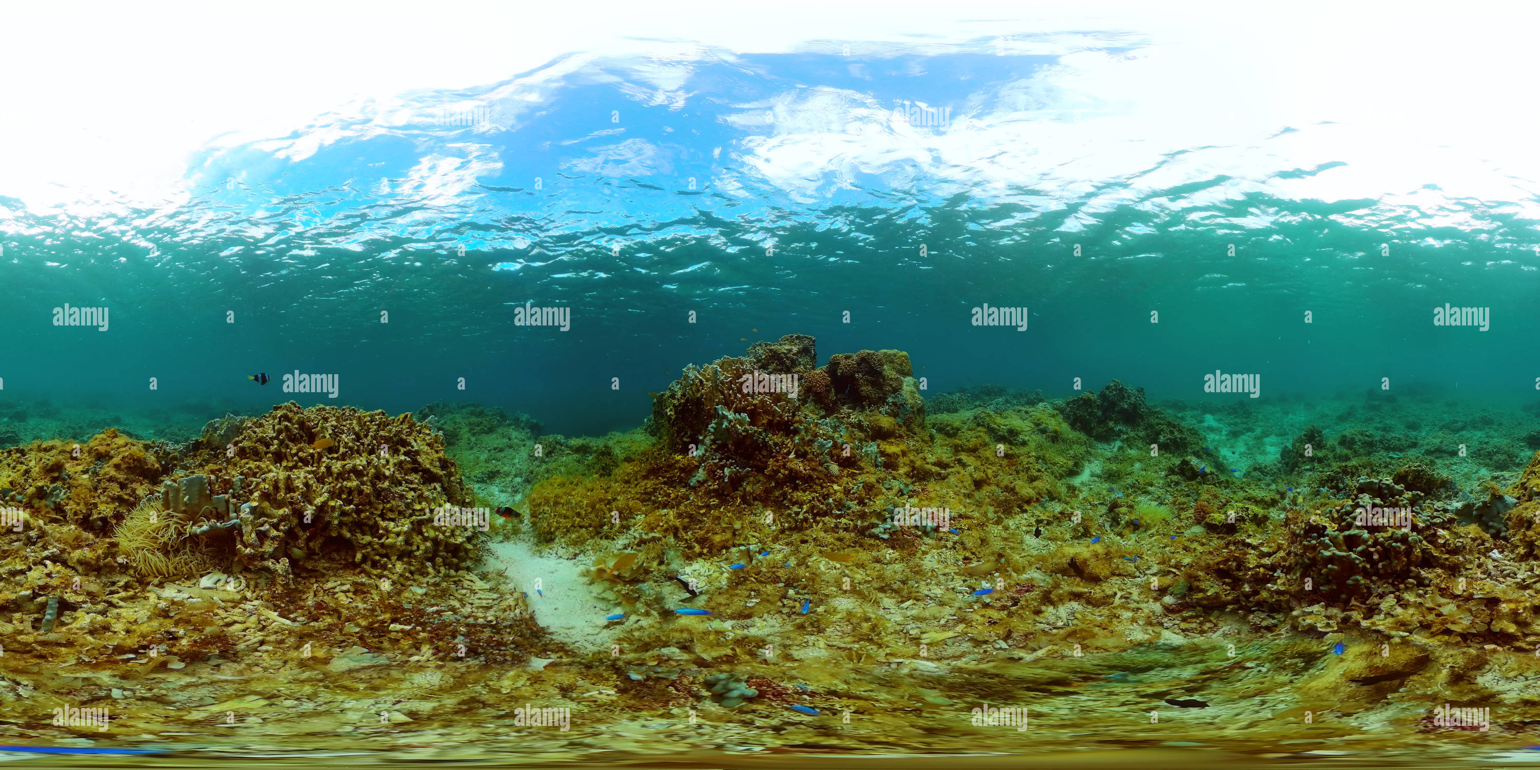 360° view of Marine sanctuary, underwater world with coral - Alamy