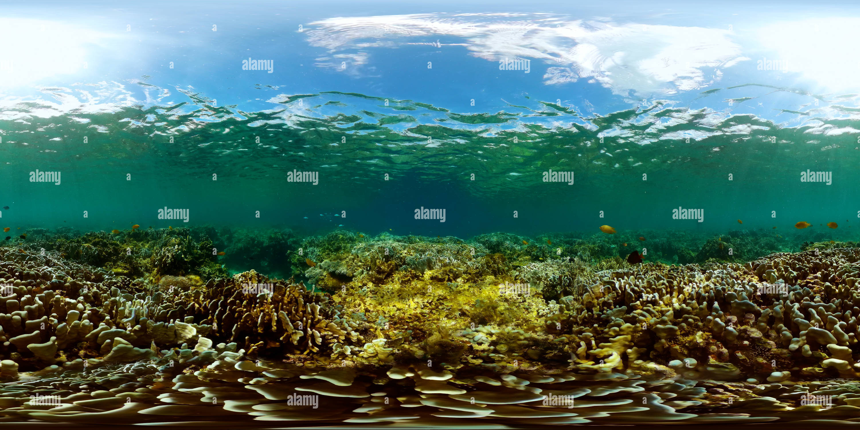 World ocean floor panorama hi-res stock photography and images - Alamy