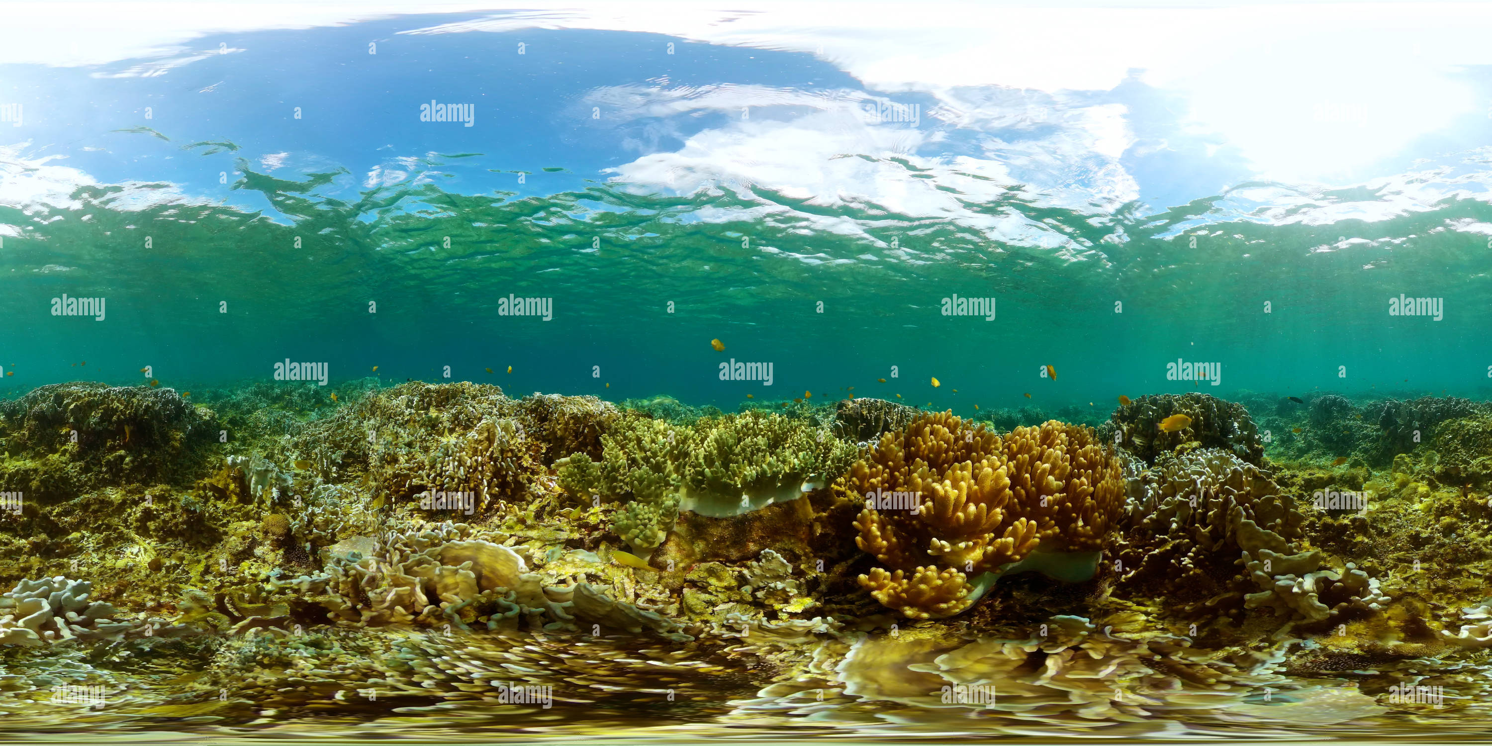 360° view of Underwater scene with coral reef and fishes - Alamy