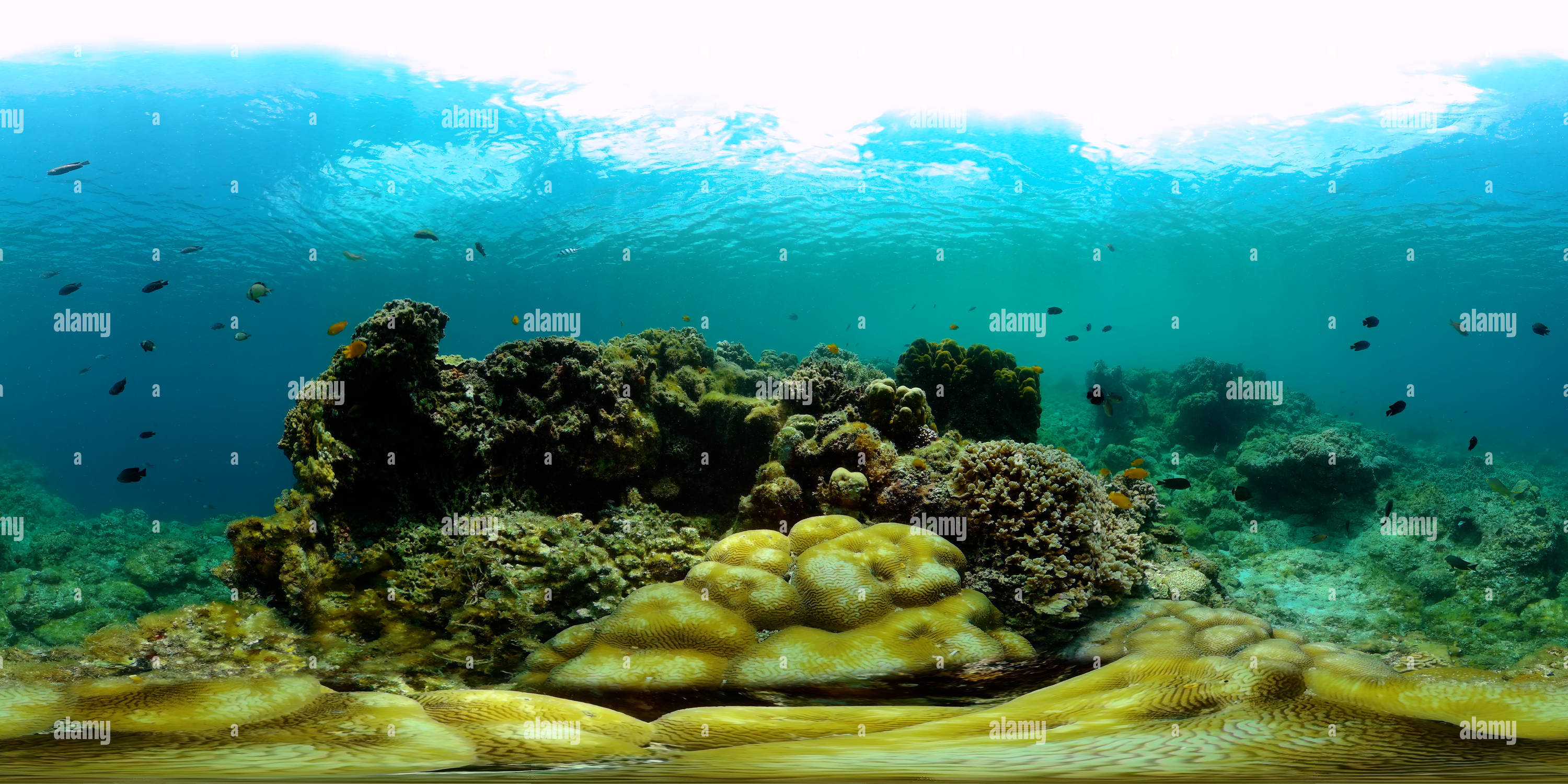 360° view of Under the sea, marine life - Alamy