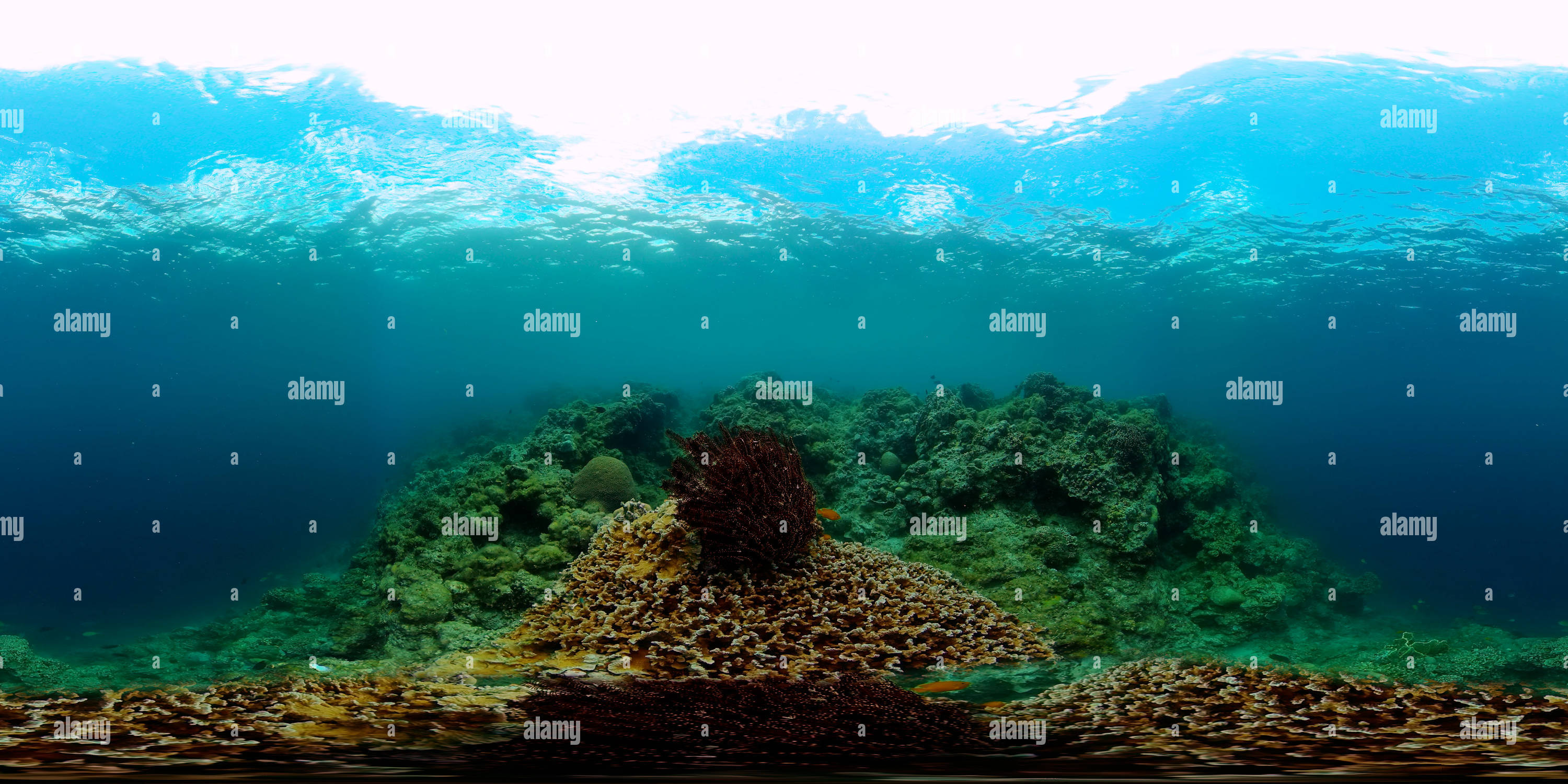 360° view of Under the sea, marine life - Alamy