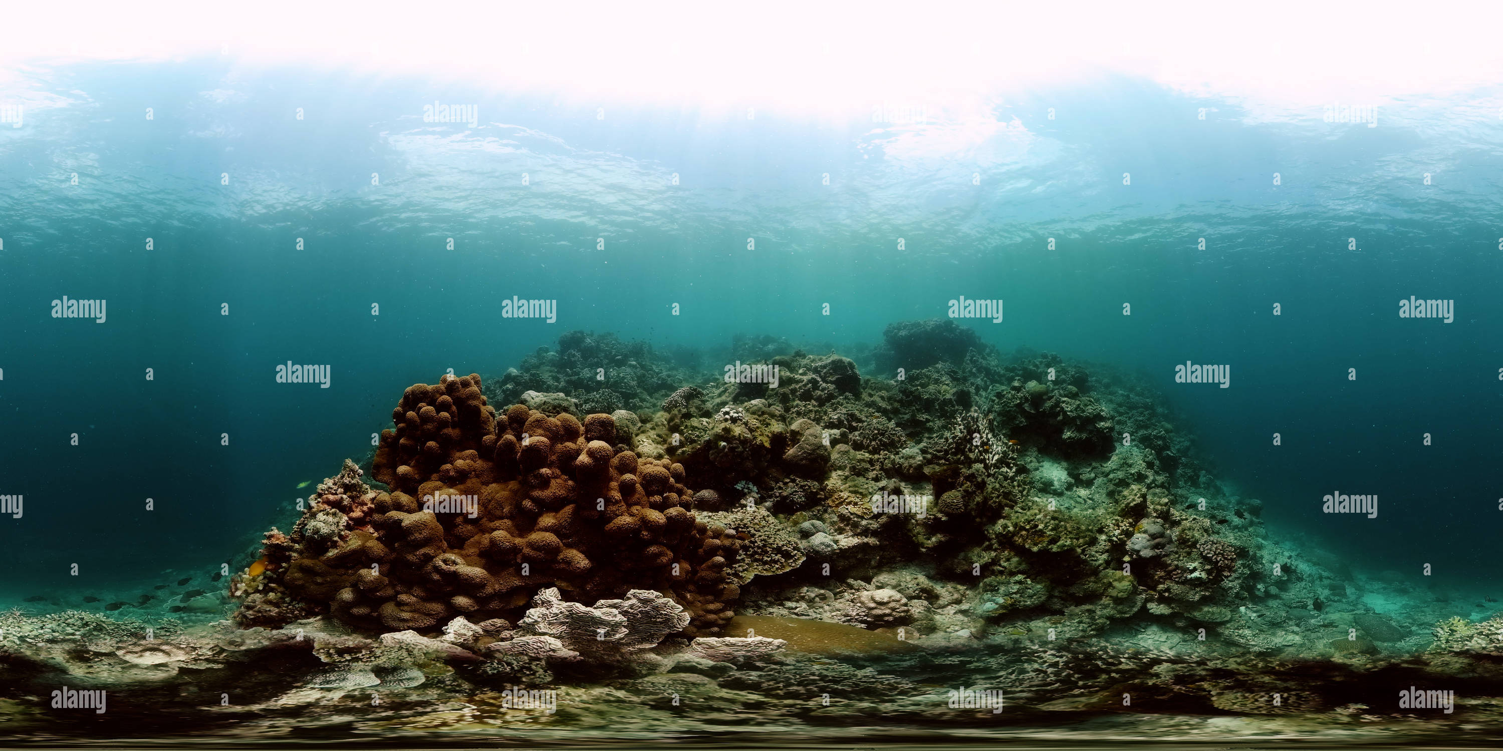 360° view of Tropical fish and corals. Underwater world - Alamy