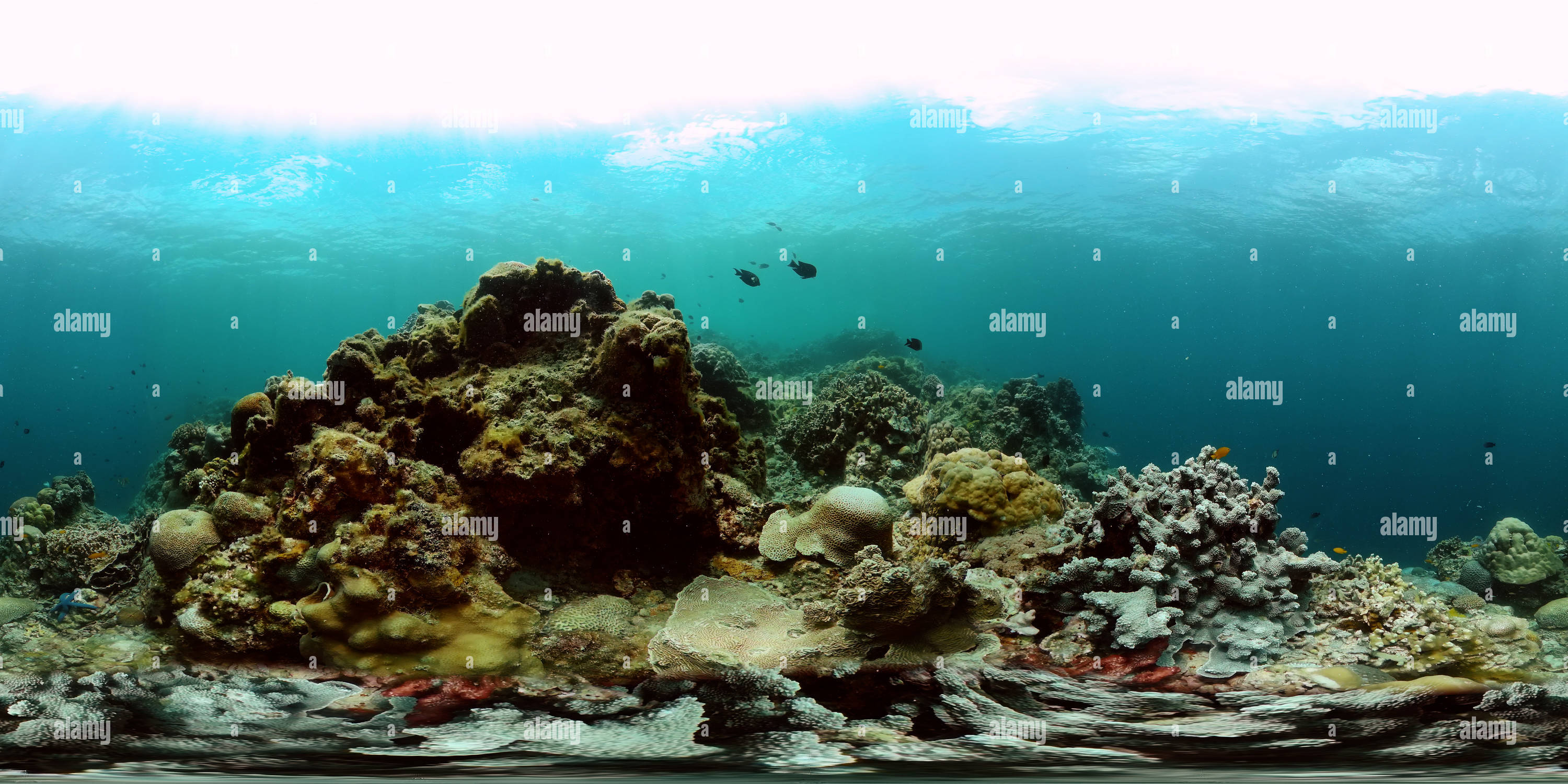360° view of Underwater world with colorful fish and corals - Alamy