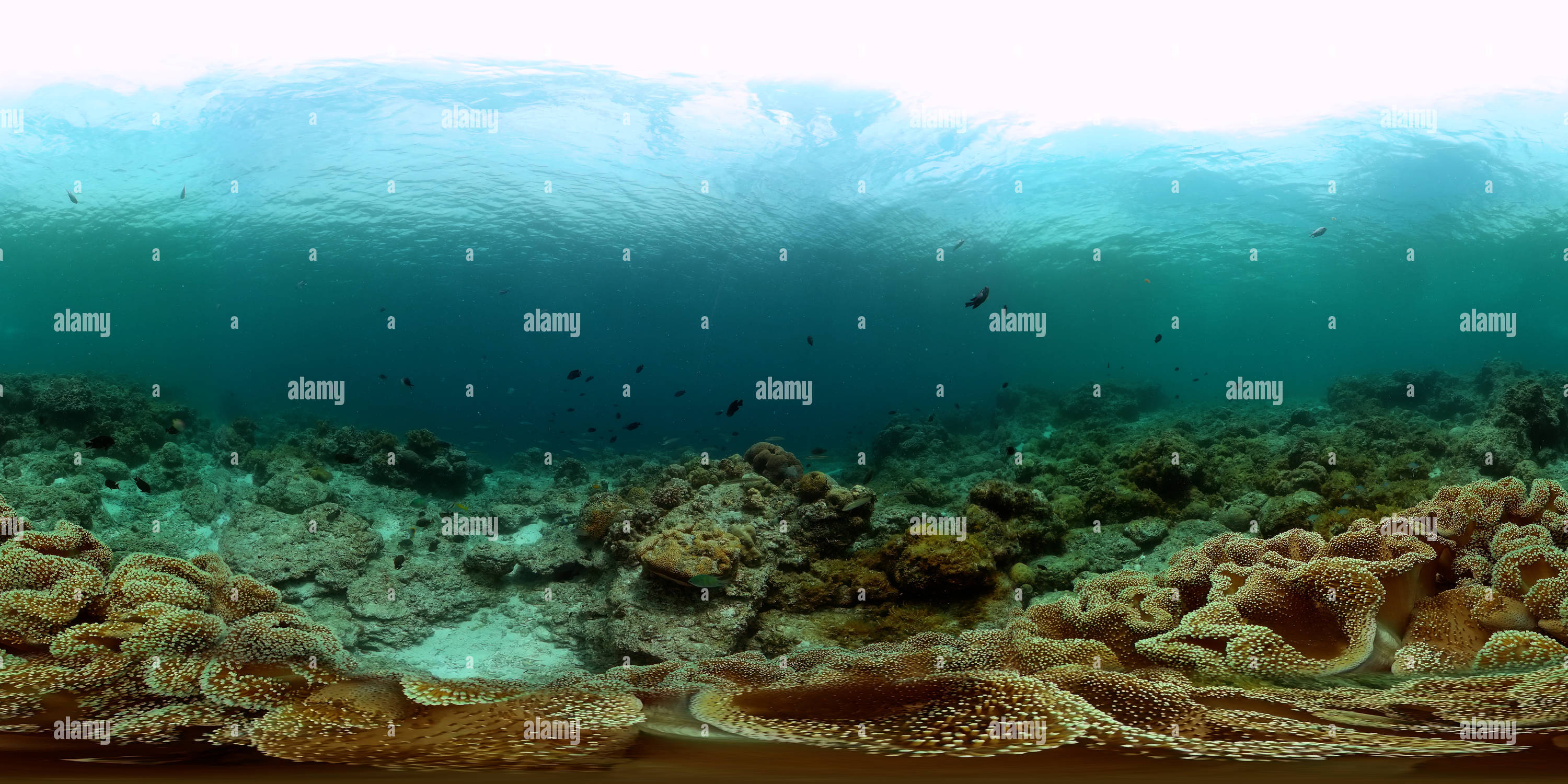 360° view of Tropical fish and coral reef. Under the sea, marine life ...