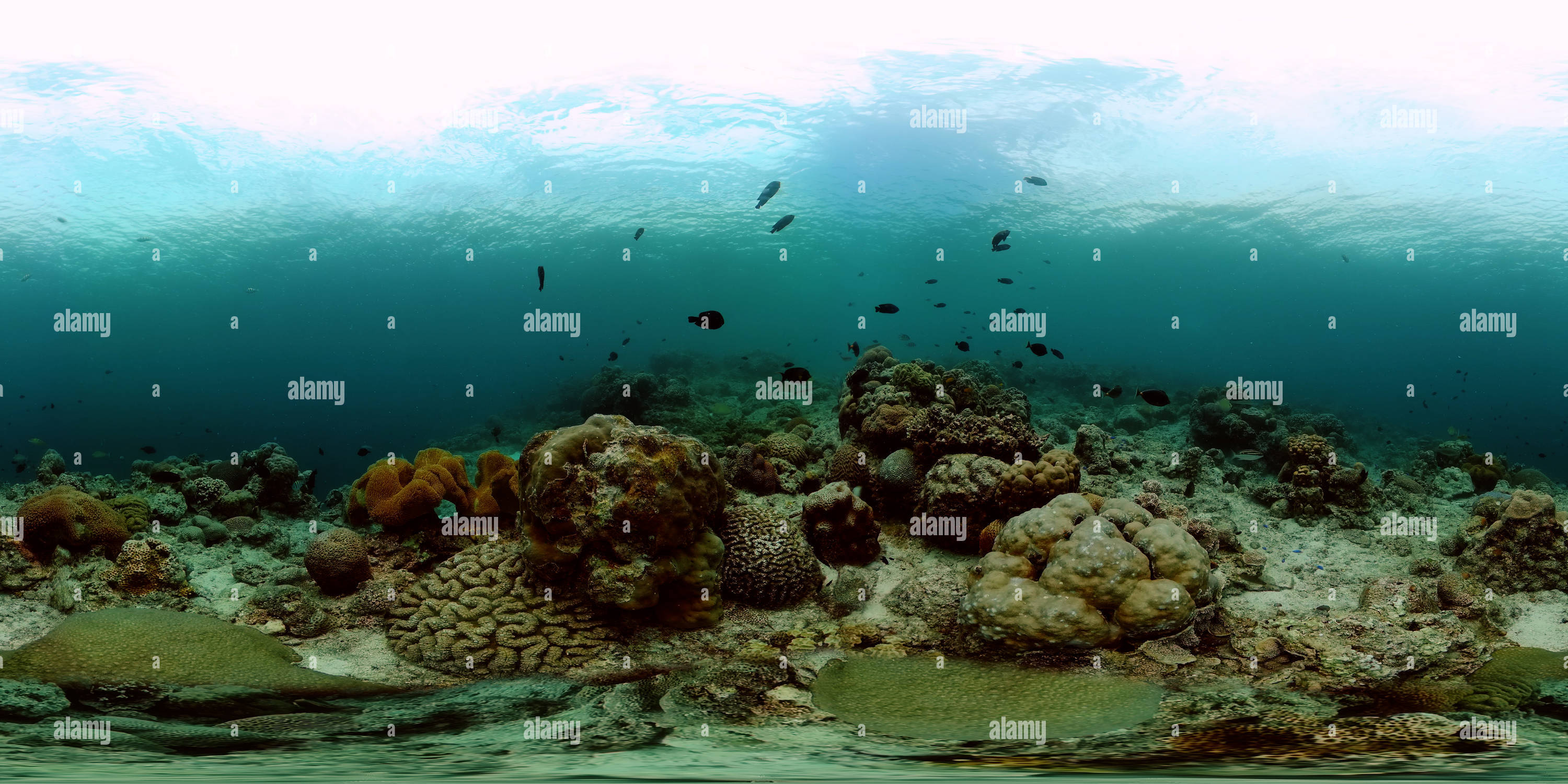 360° view of Tropical fish and coral reef. Under the sea, marine life ...