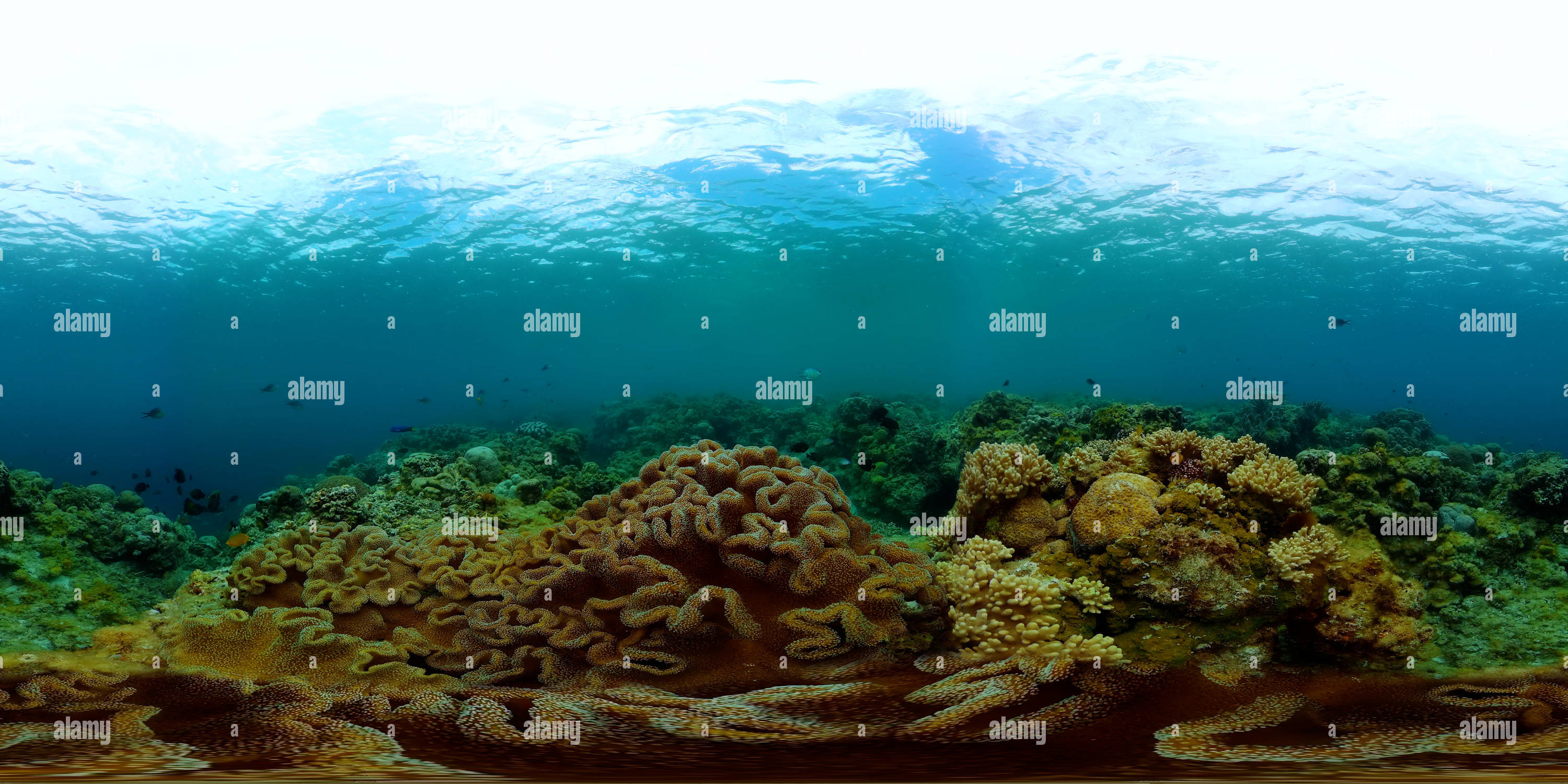 360° view of Tropical fish and coral reef. Under the sea, marine life ...