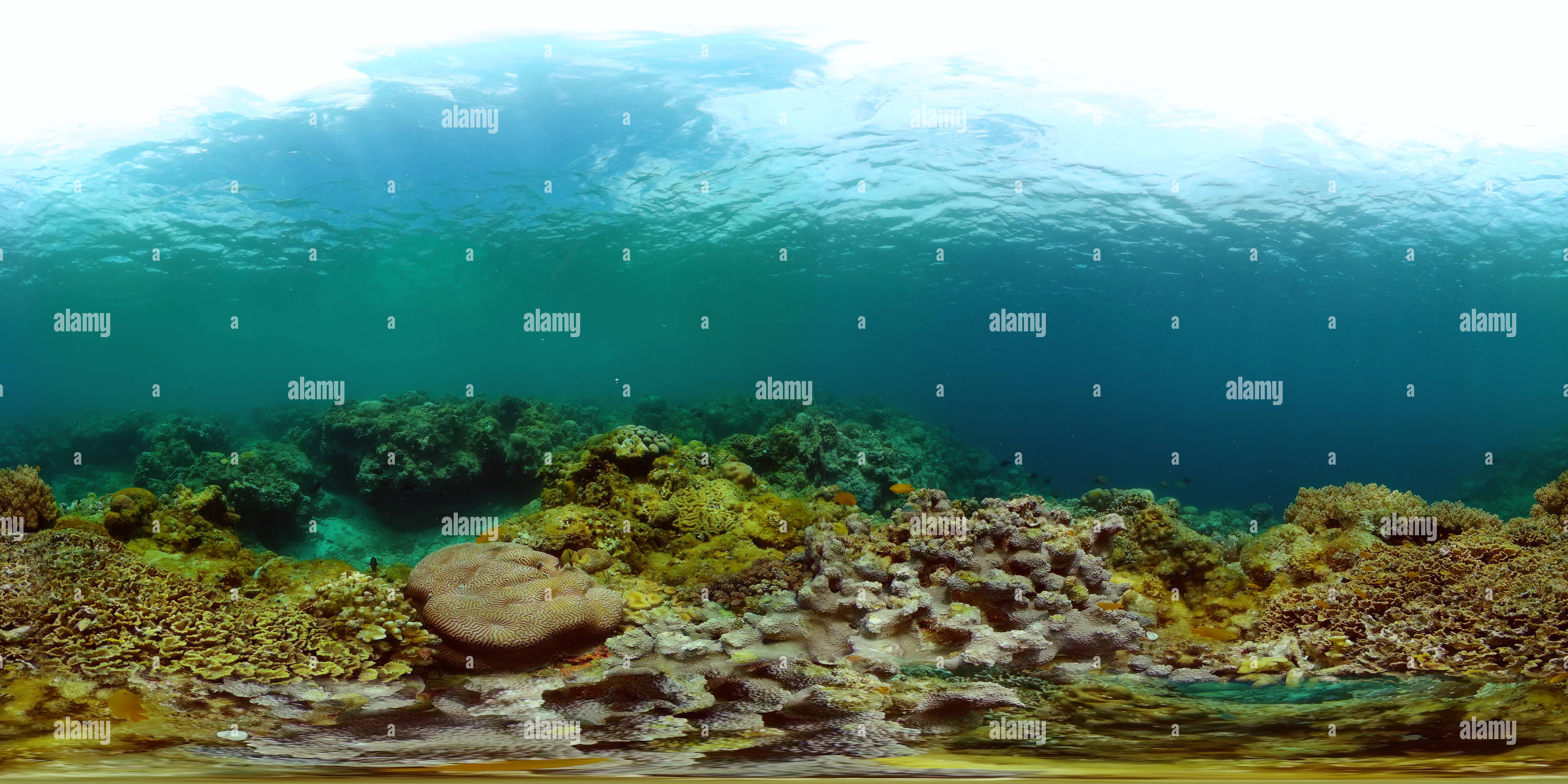 360° view of Tropical fish and coral reef. Under the sea, marine life ...
