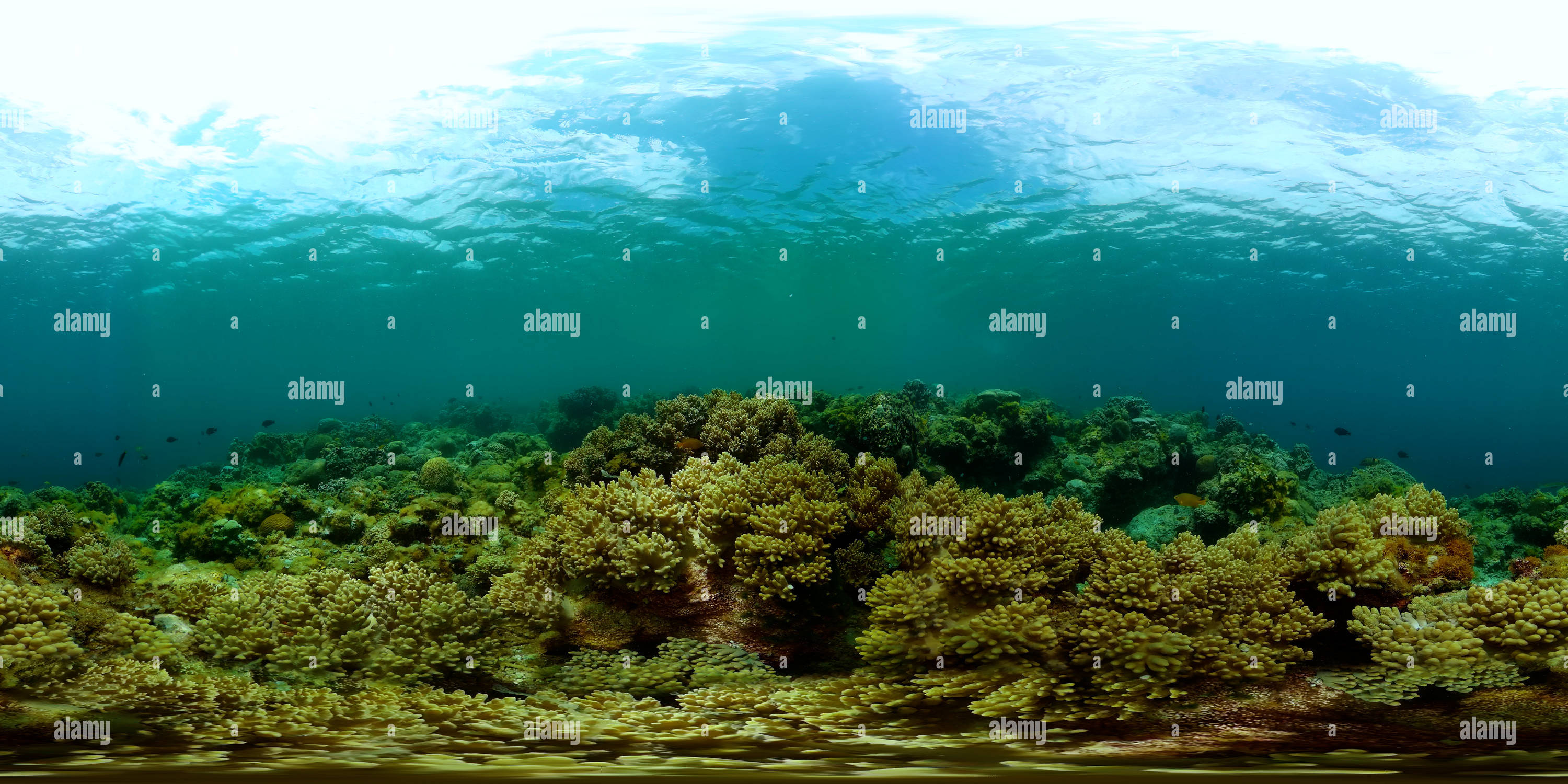360° view of Underwater world with coral reef and fish. Marine ...