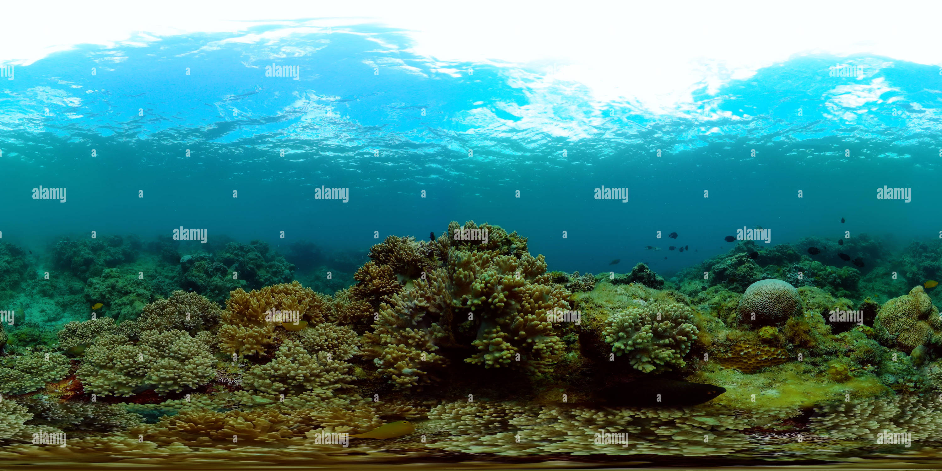 360° view of Underwater world with coral reef and fish. Marine ...