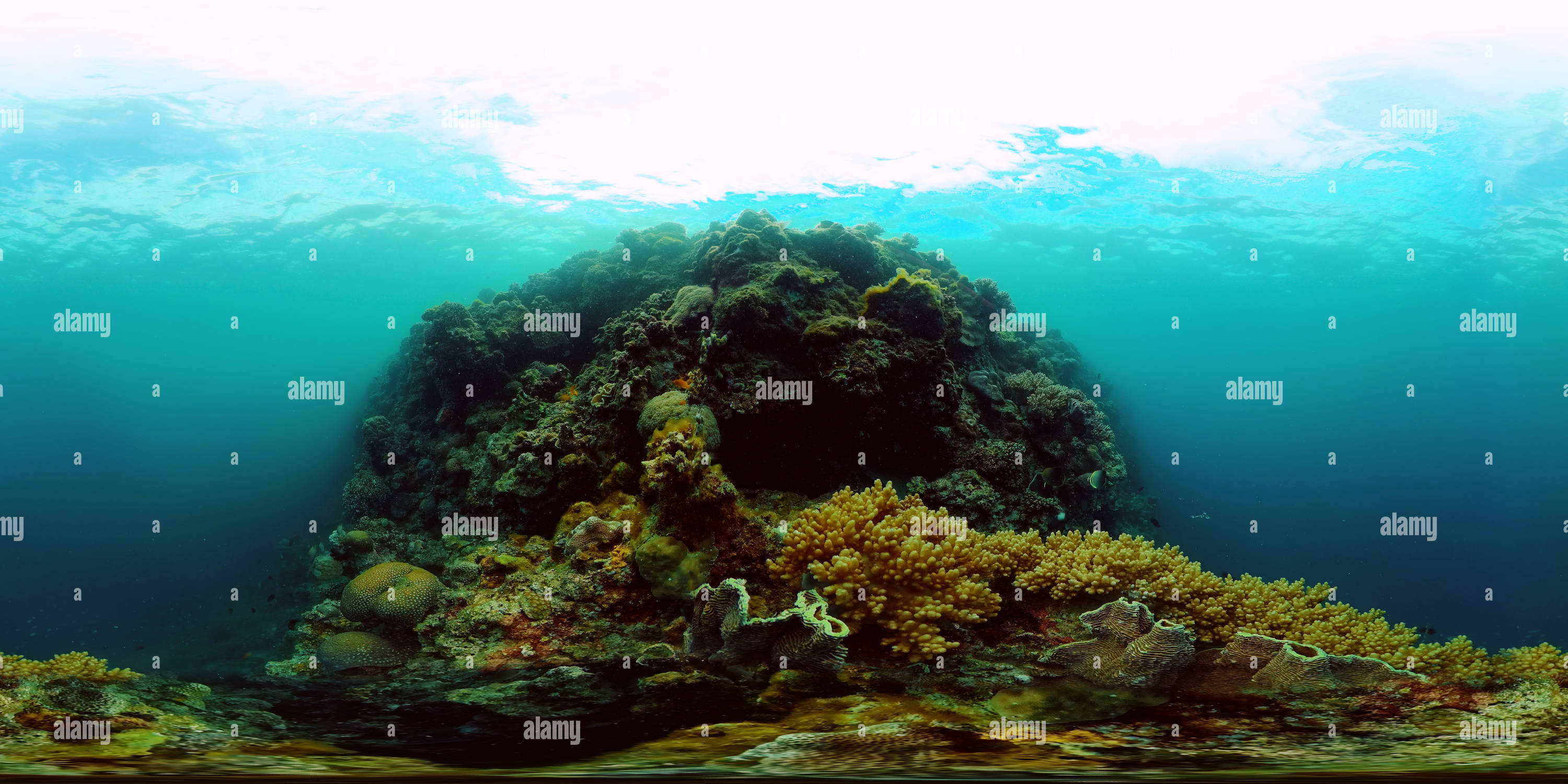 360° view of Underwater world with coral and tropical colorful fish - Alamy