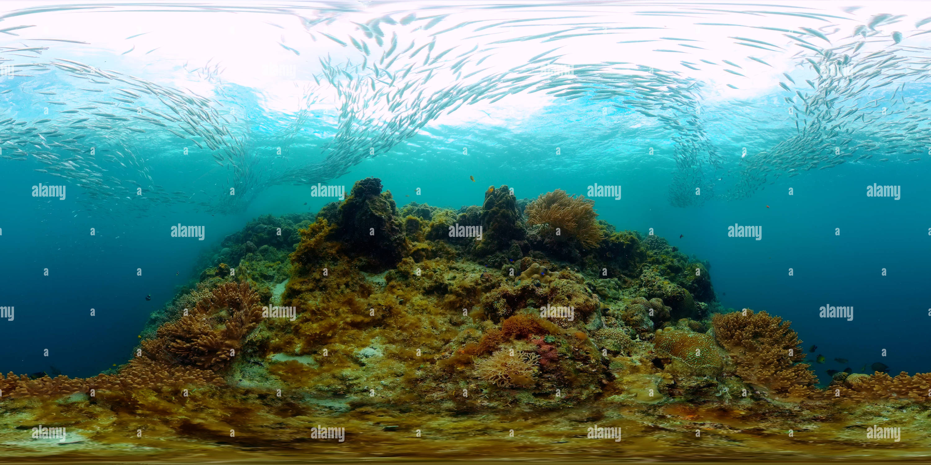 360° view of Coral reef and fish, underwater world - Alamy