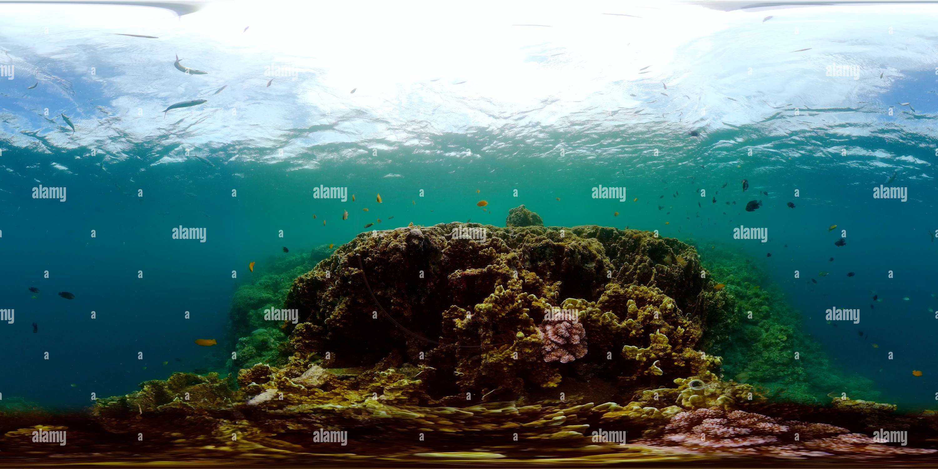 360° view of Coral reef underwater with tropical fish - Alamy