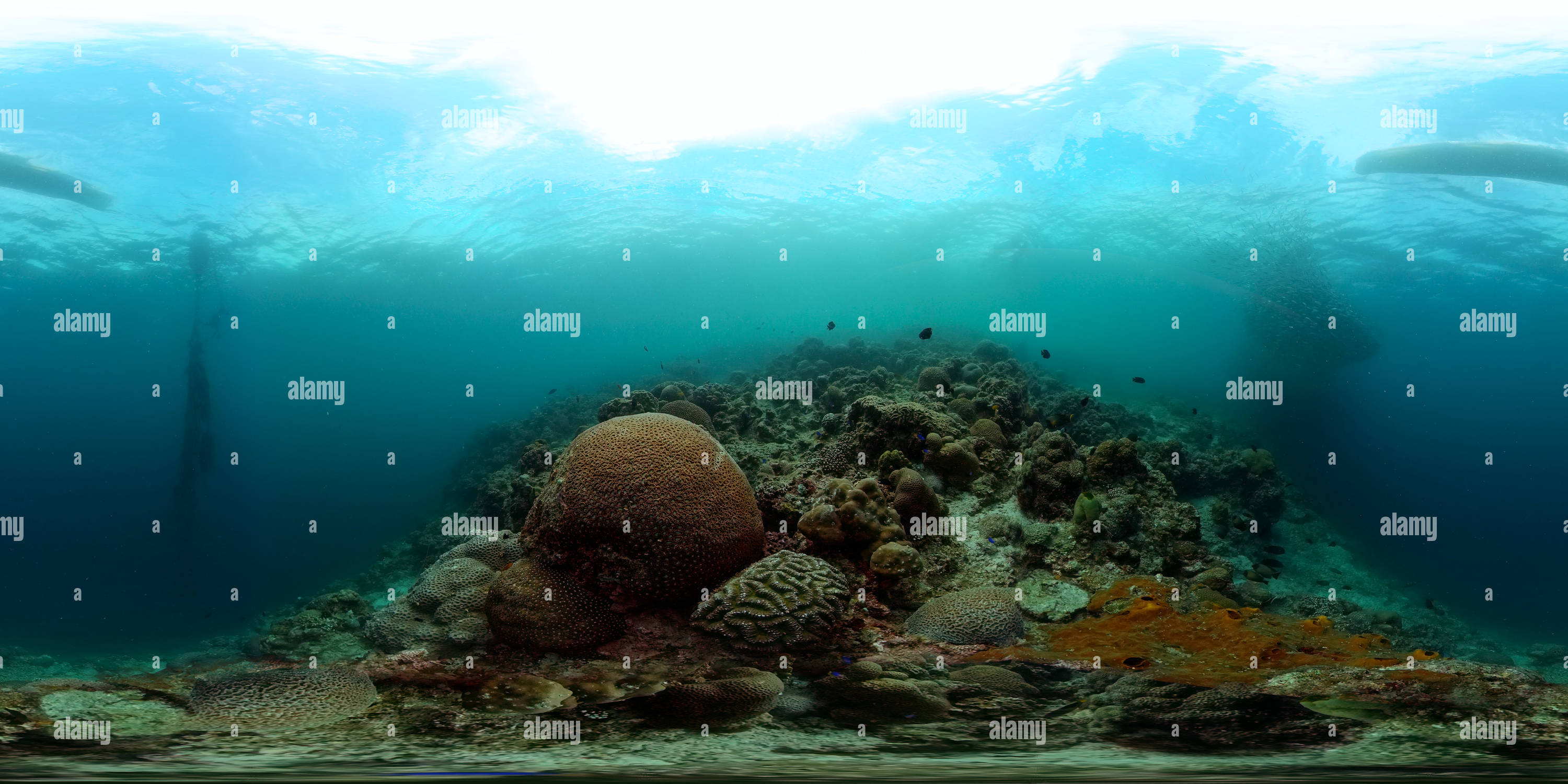 360° view of Underwater world with fish and corals - Alamy
