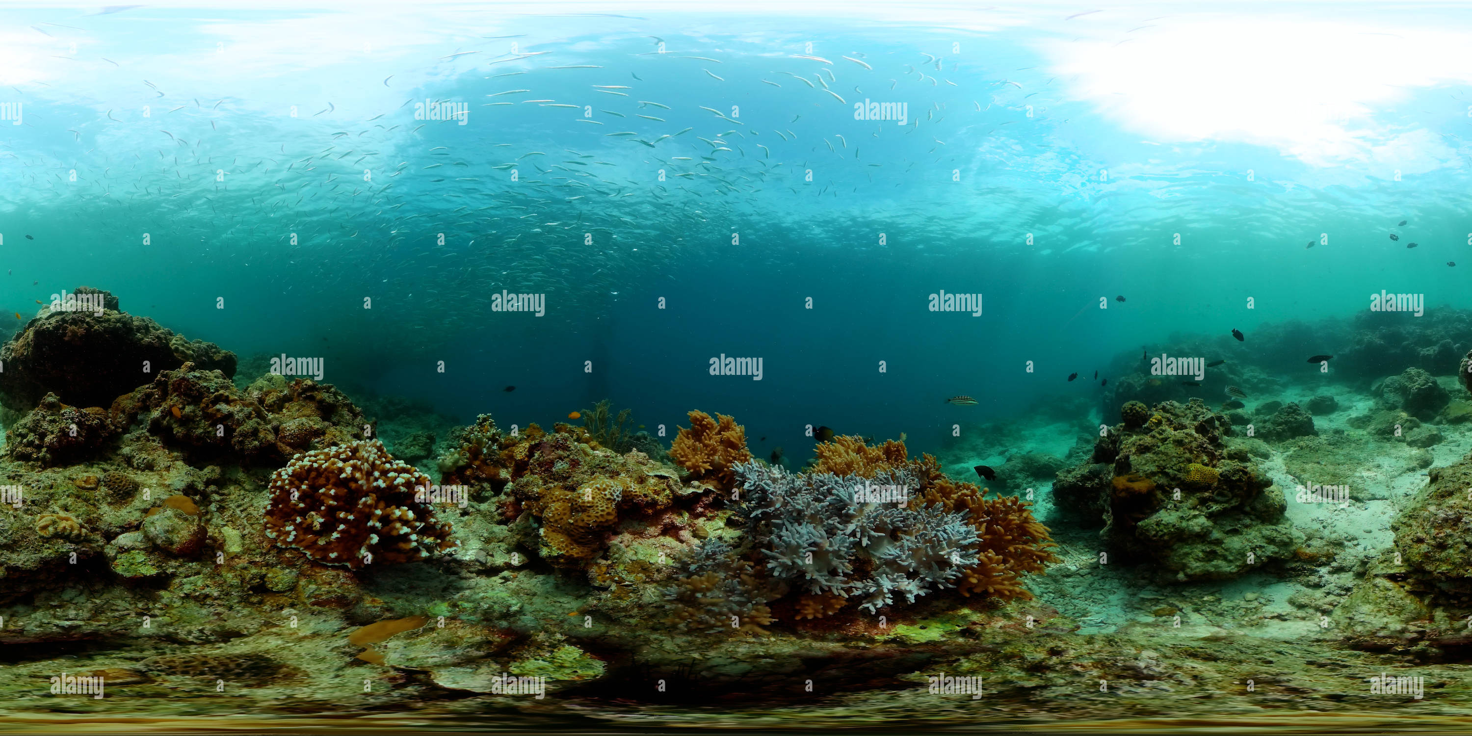 360° view of Underwater world with coral reef and fish - Alamy