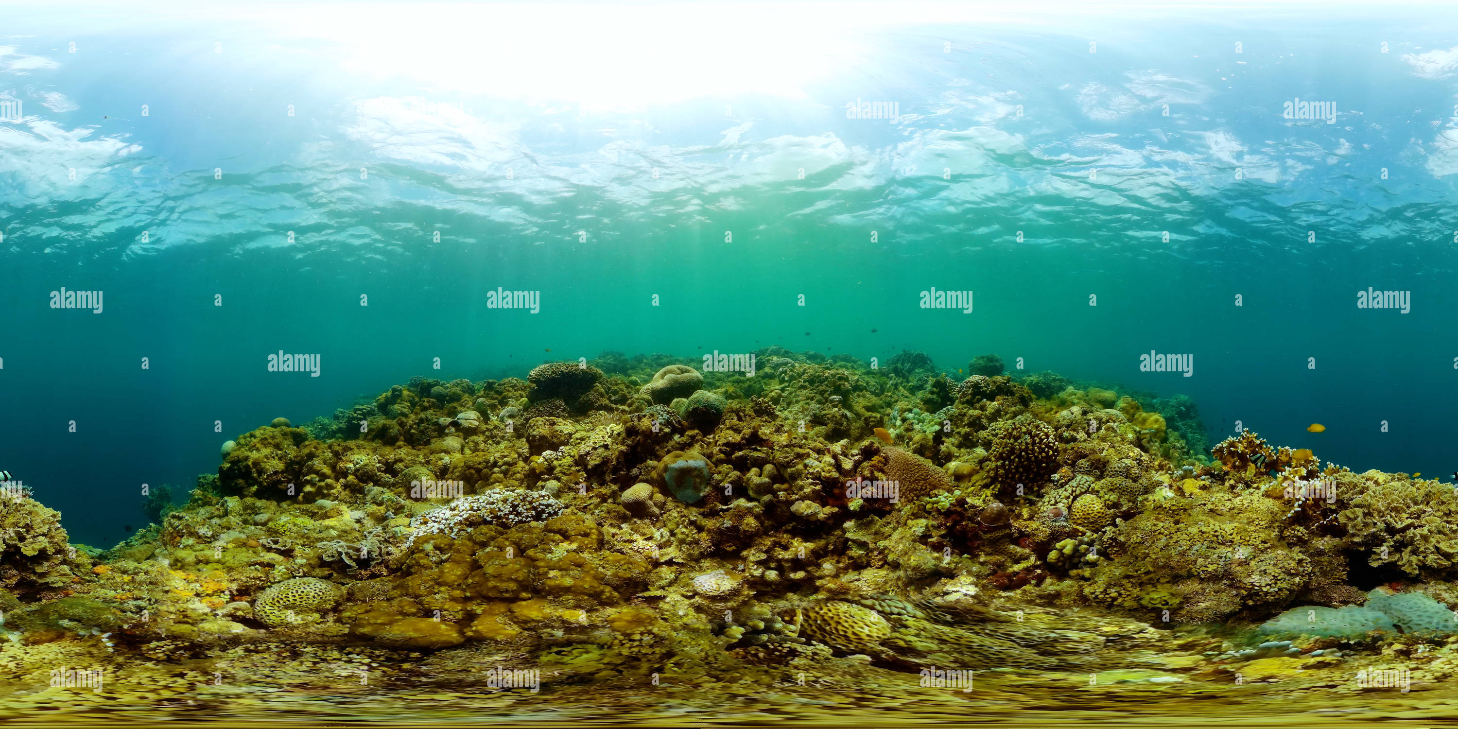 360° view of Coral reef and marine fish. Undersea world scene - Alamy