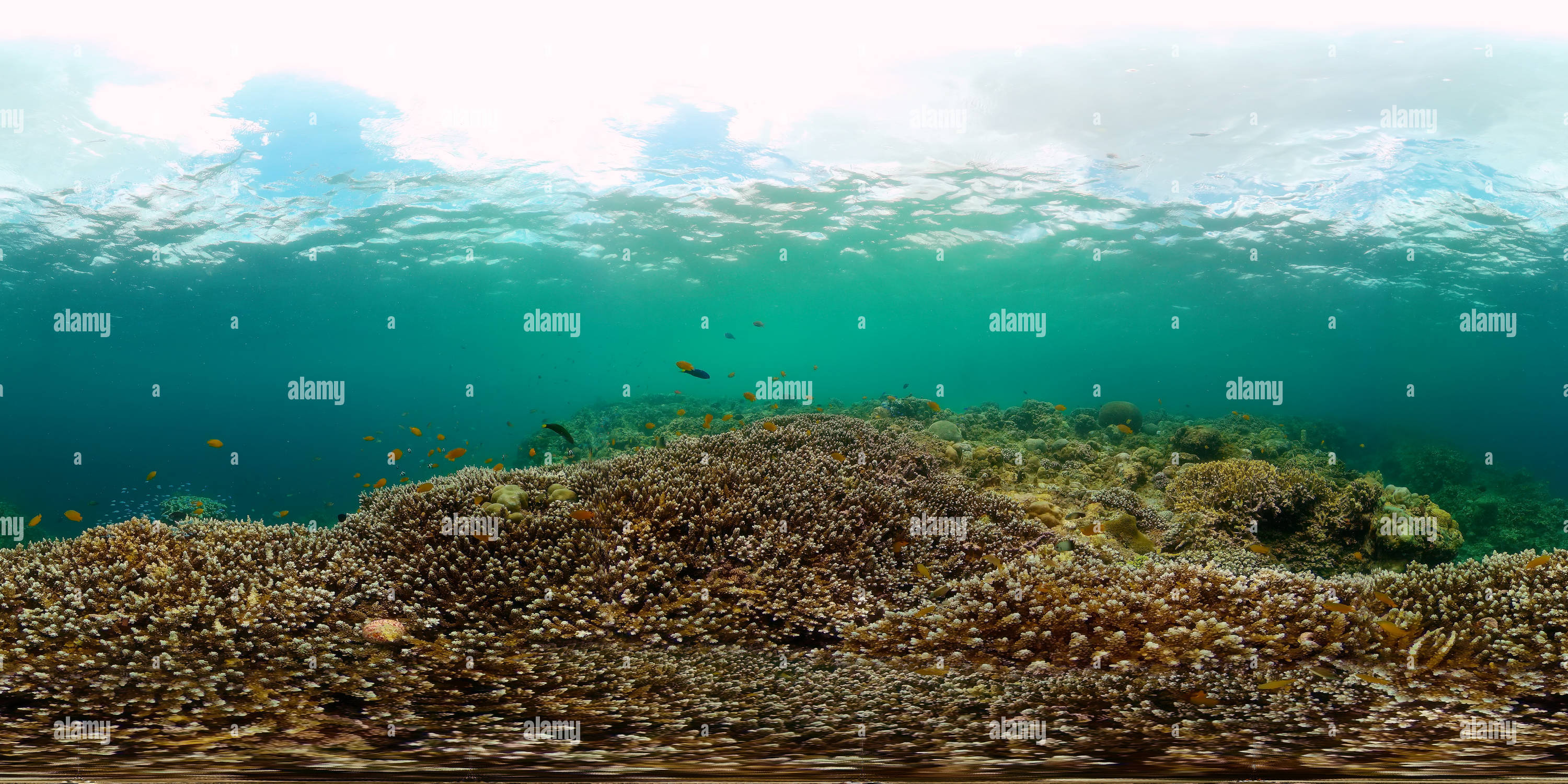 360° view of Coral and tropical fish, underwater world - Alamy