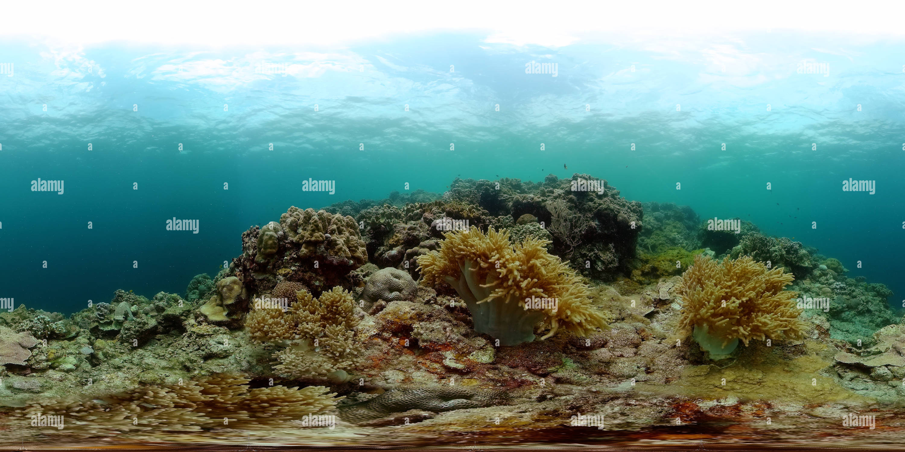 360° view of Marine life, coral reef and tropical fish - Alamy